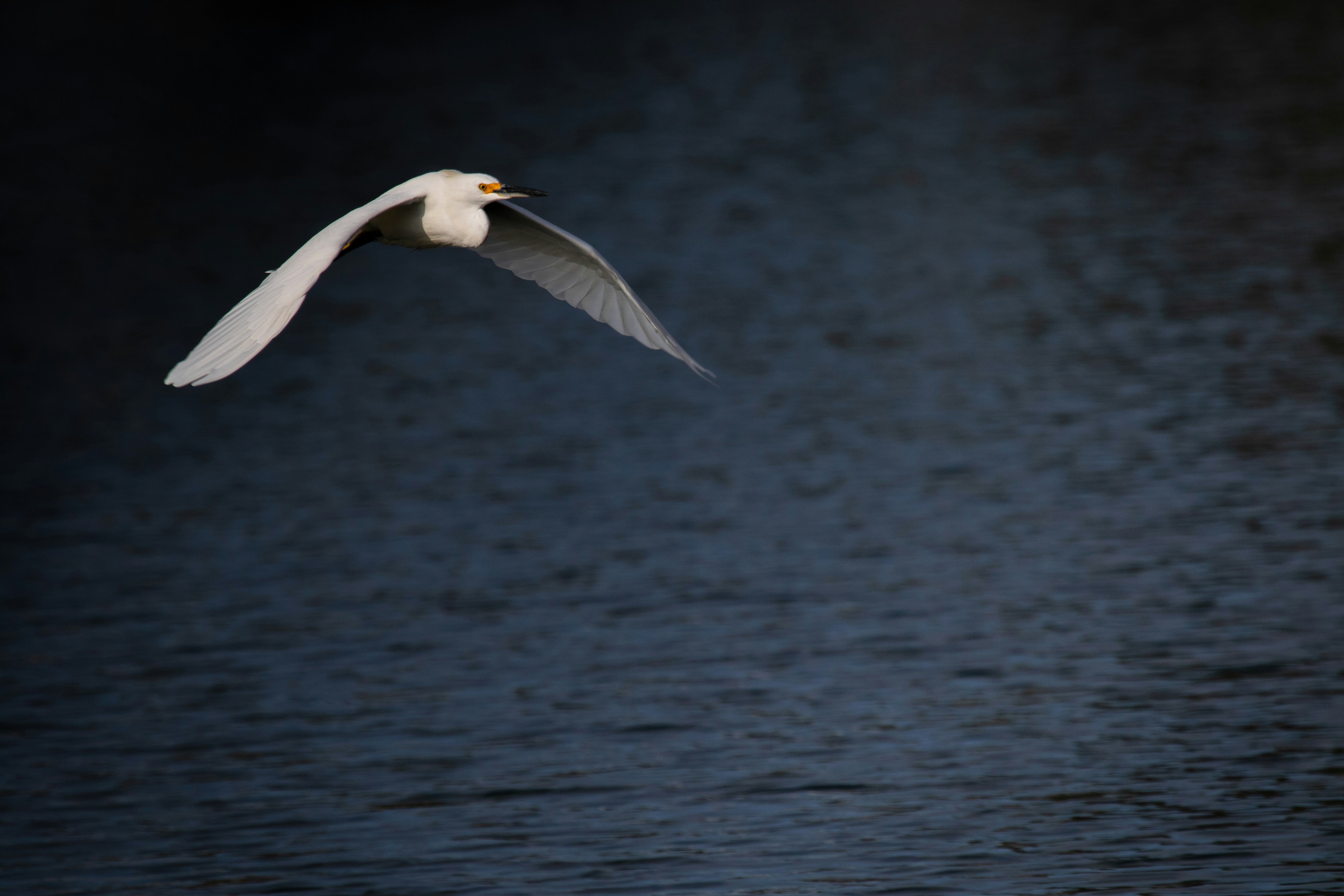 White egret soaring above dark rippling water.