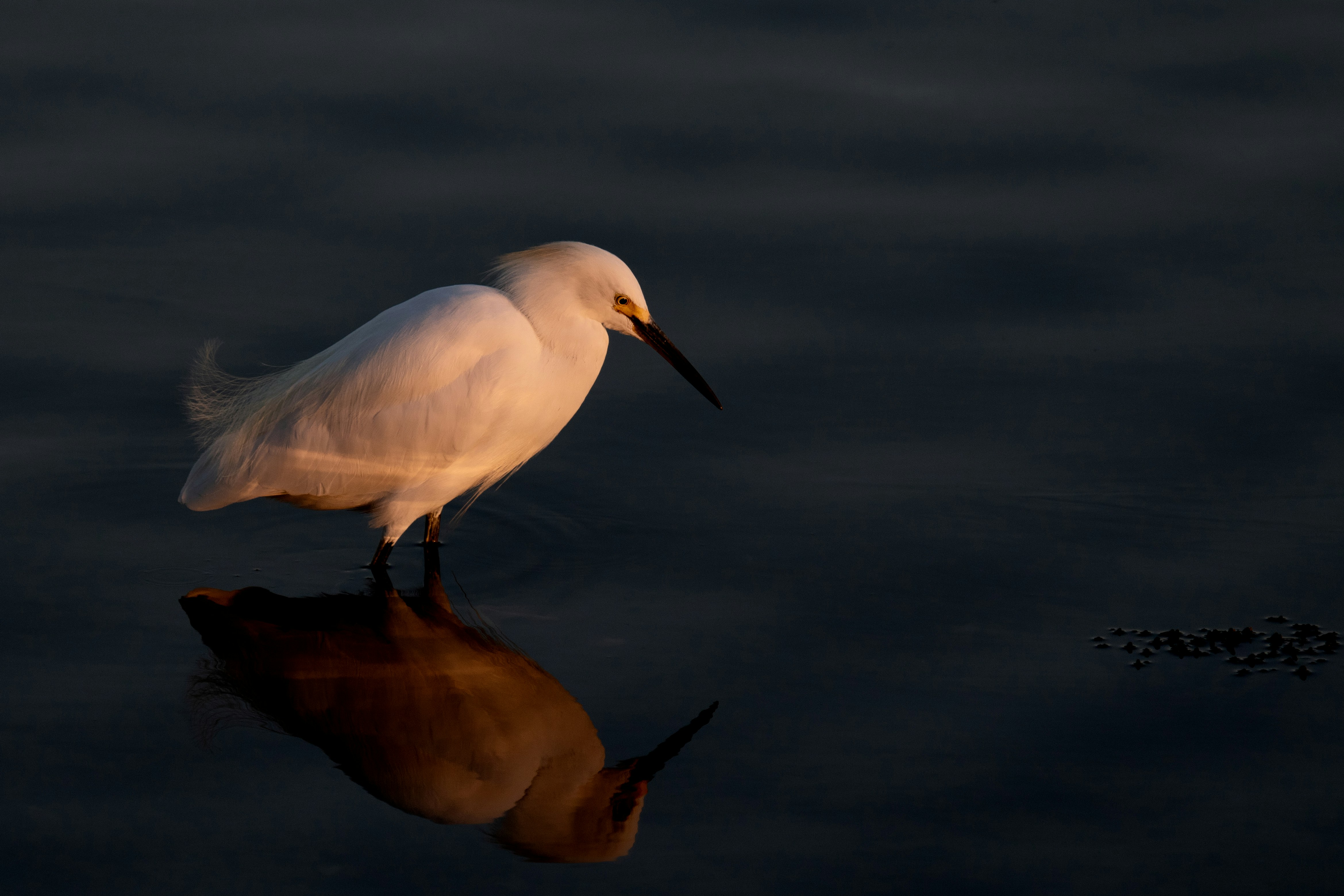 Egret standing in calm water with its reflection visible during twilight.