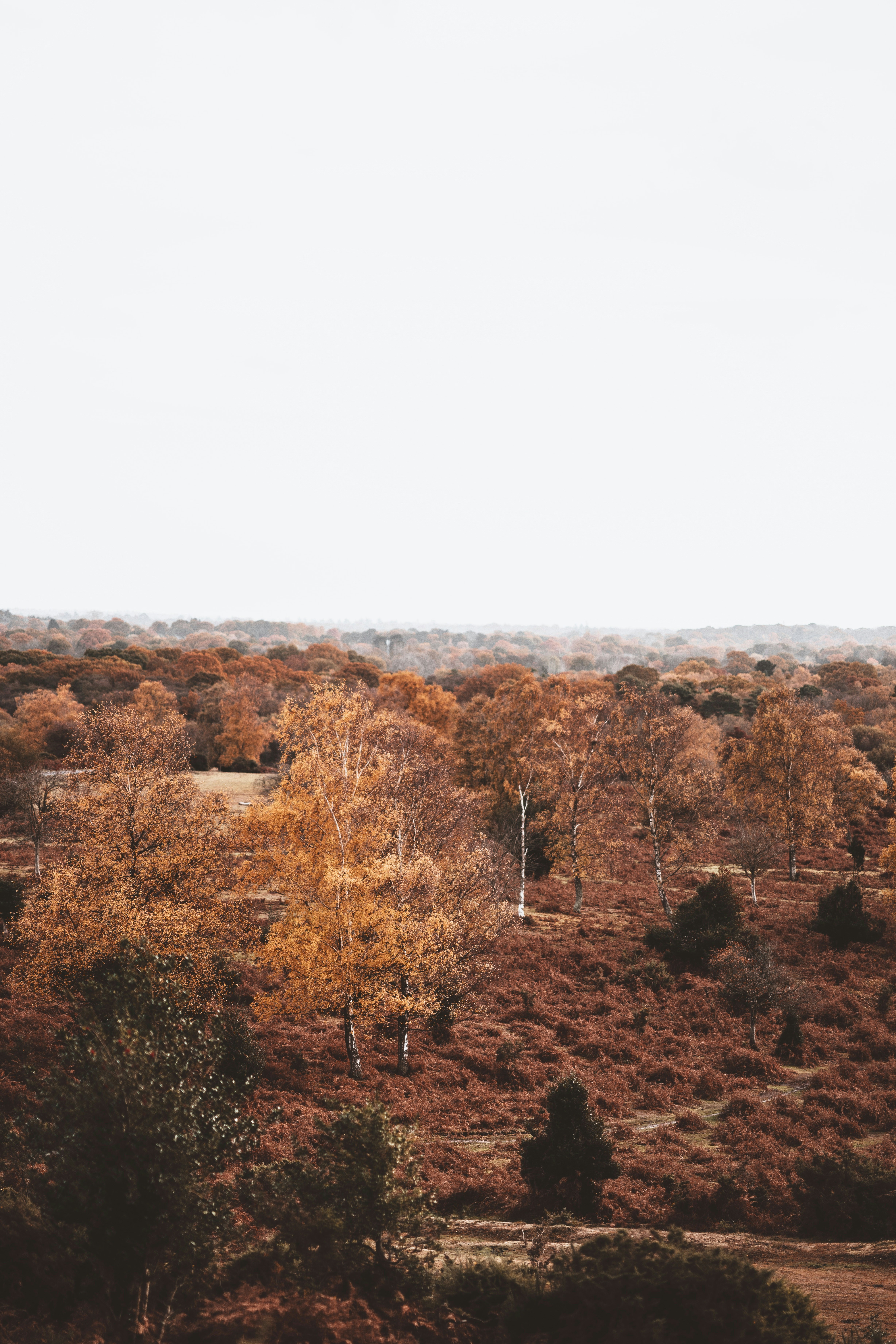 Plains covered with brown trees under grey sky photo – Free Brown Image ...