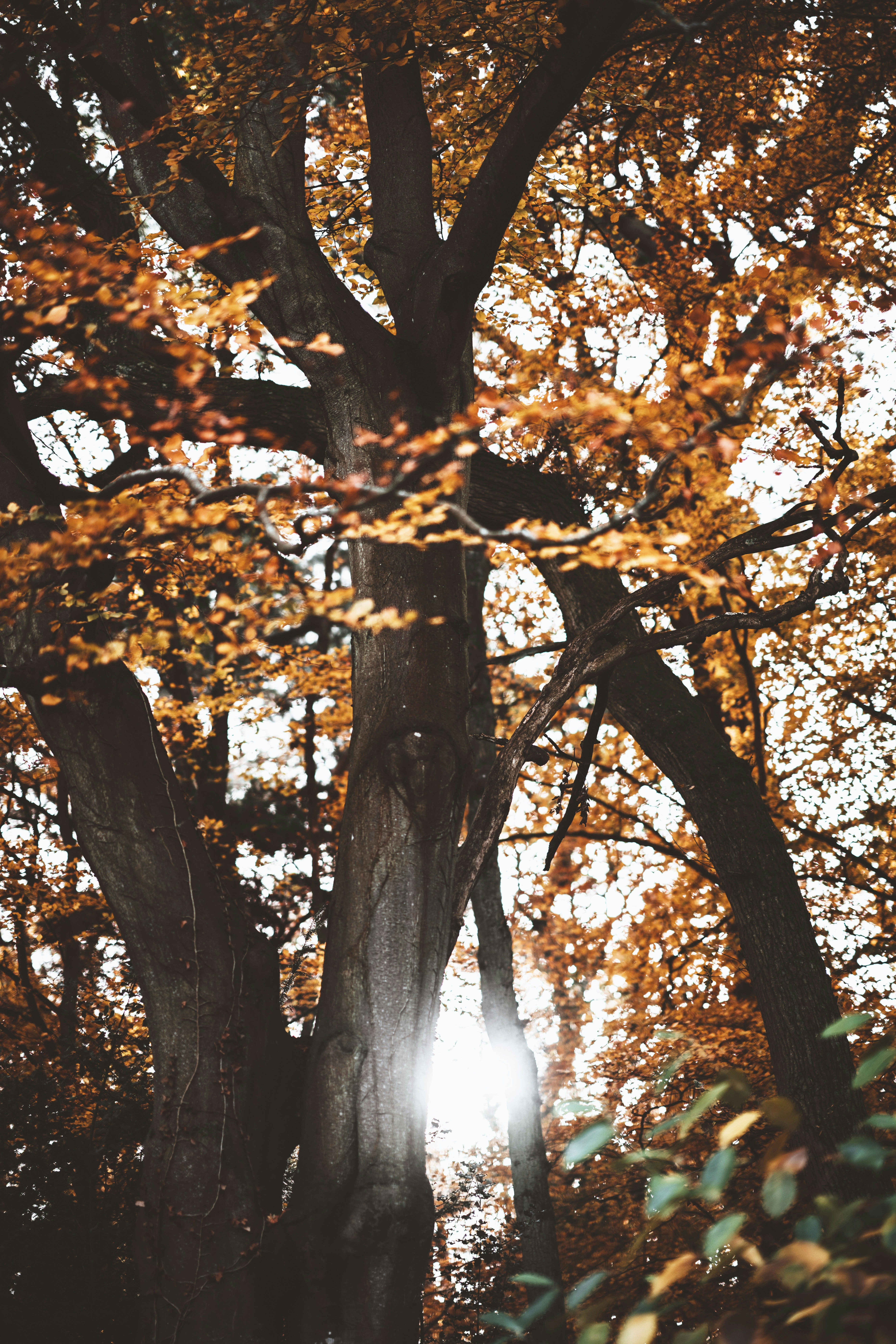 Brown tree photo – Free Tree Image on Unsplash