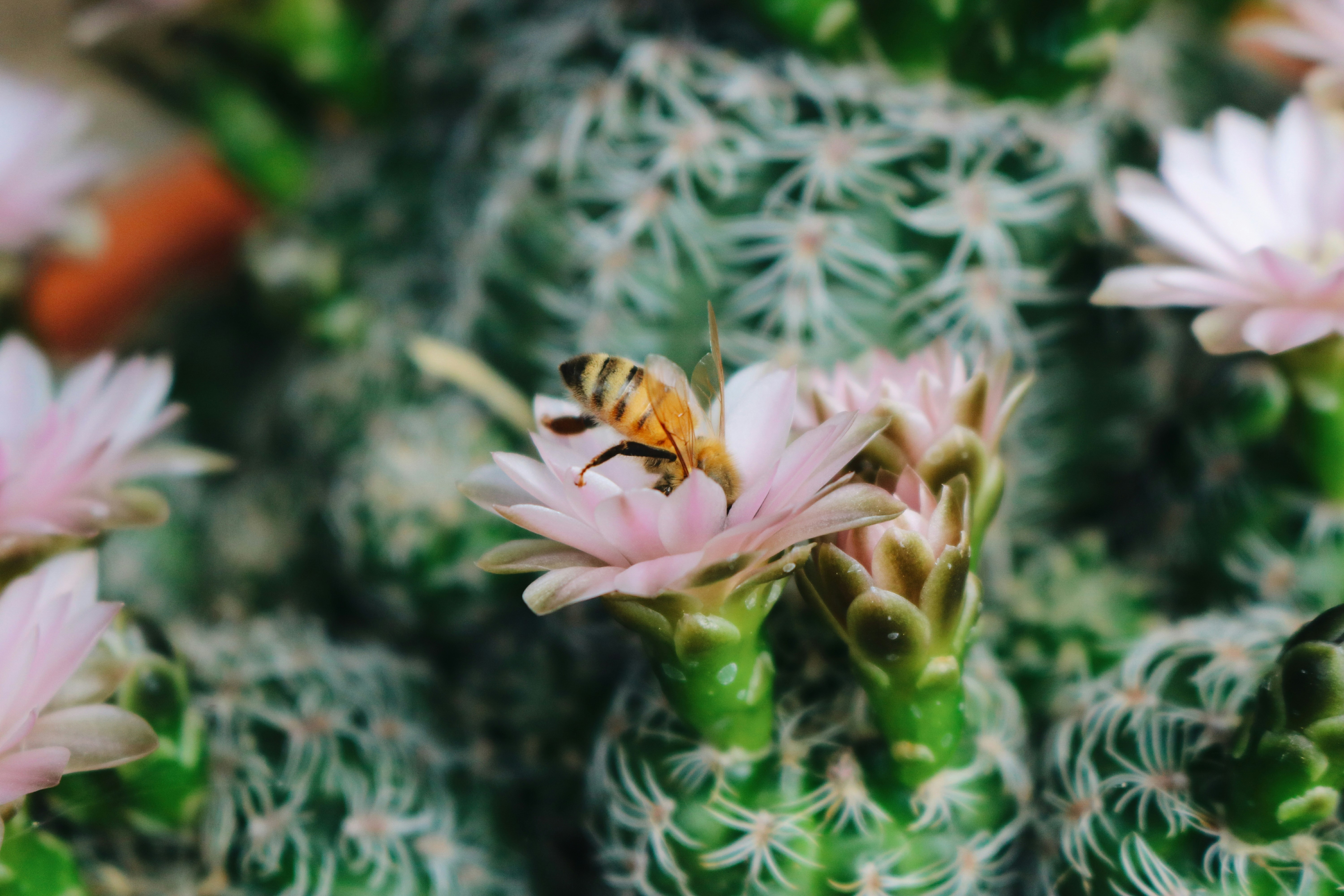 Bee on a pale pink bloom among spiky cacti