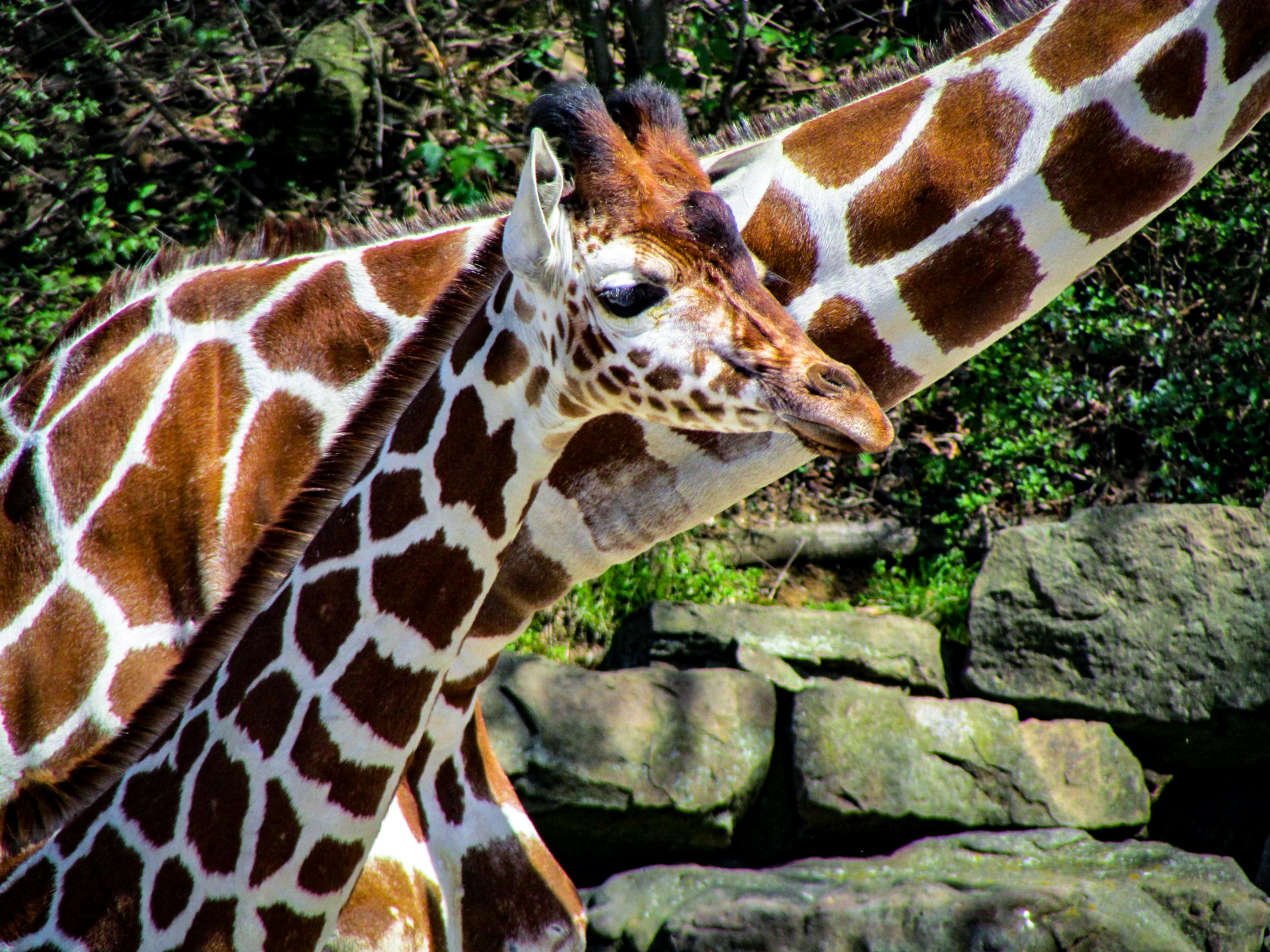 Young giraffe stands close to its mother with a rocky backdrop.