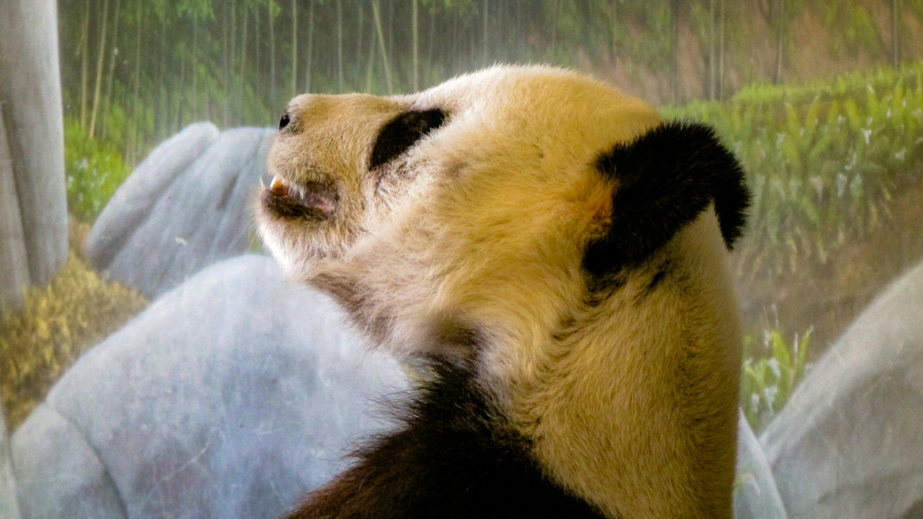 Panda photo – Free Animal Image on Unsplash