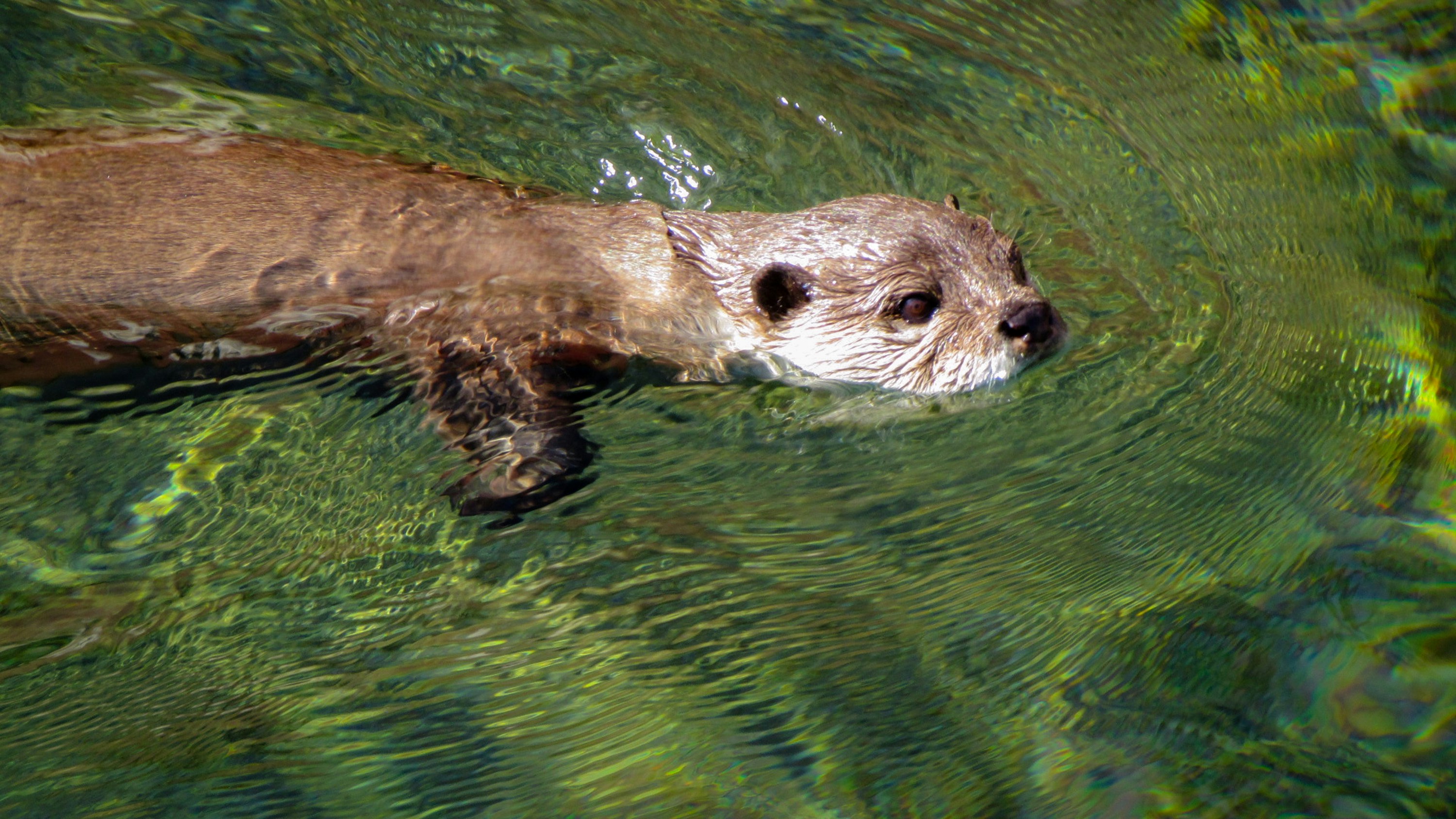 Otter swimming gracefully through clear water, showcasing its sleek body and playful demeanor. The vibrant reflections create a dynamic underwater scene.