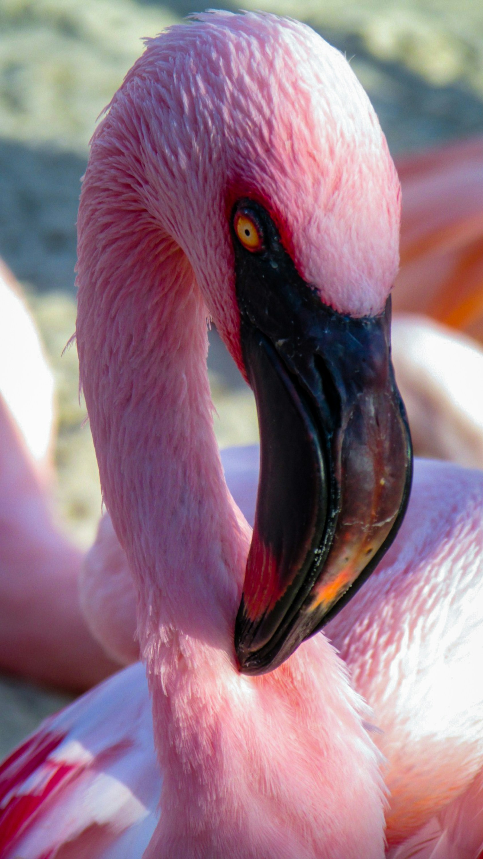 Real Purple Flamingos