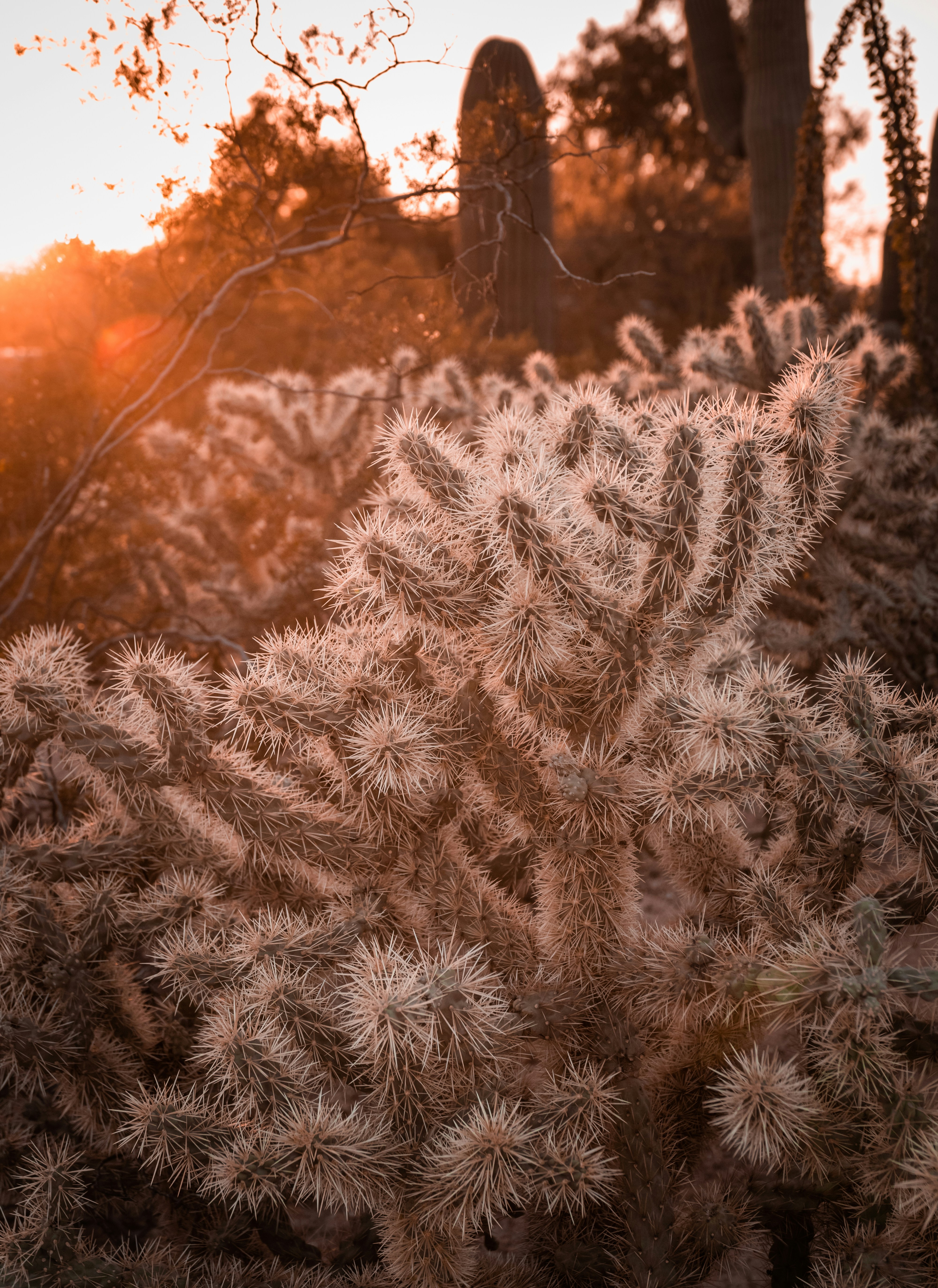 Cholla cactus illuminated by the warm glow of sunset, surrounded by a serene desert landscape.