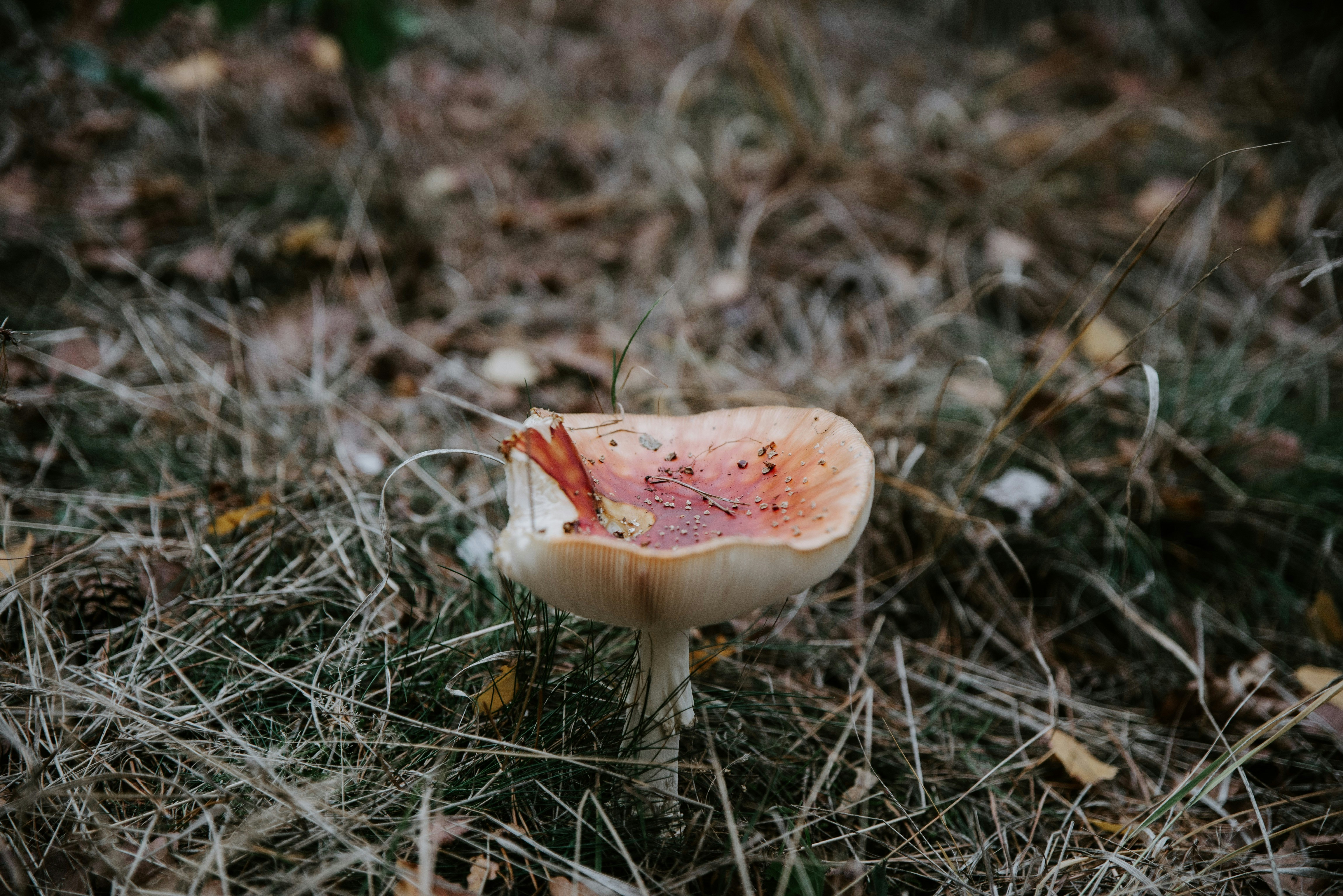 Broken mushroom