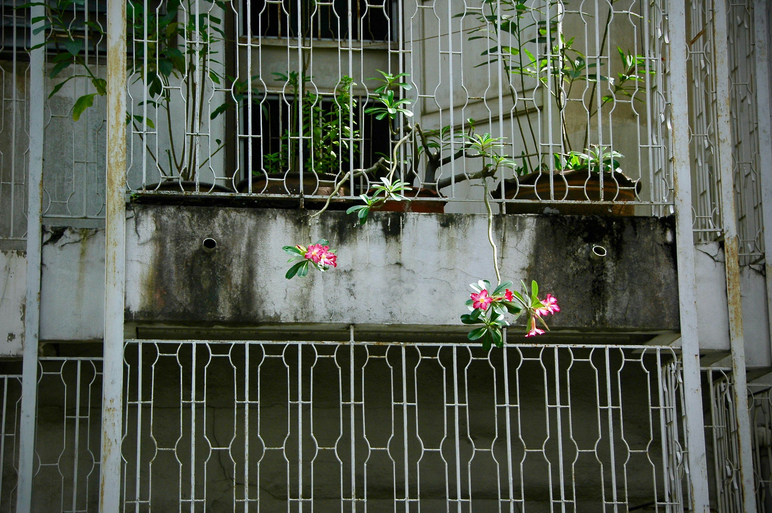 Blossoms Through the Lattice: A Quiet Urban Still Life