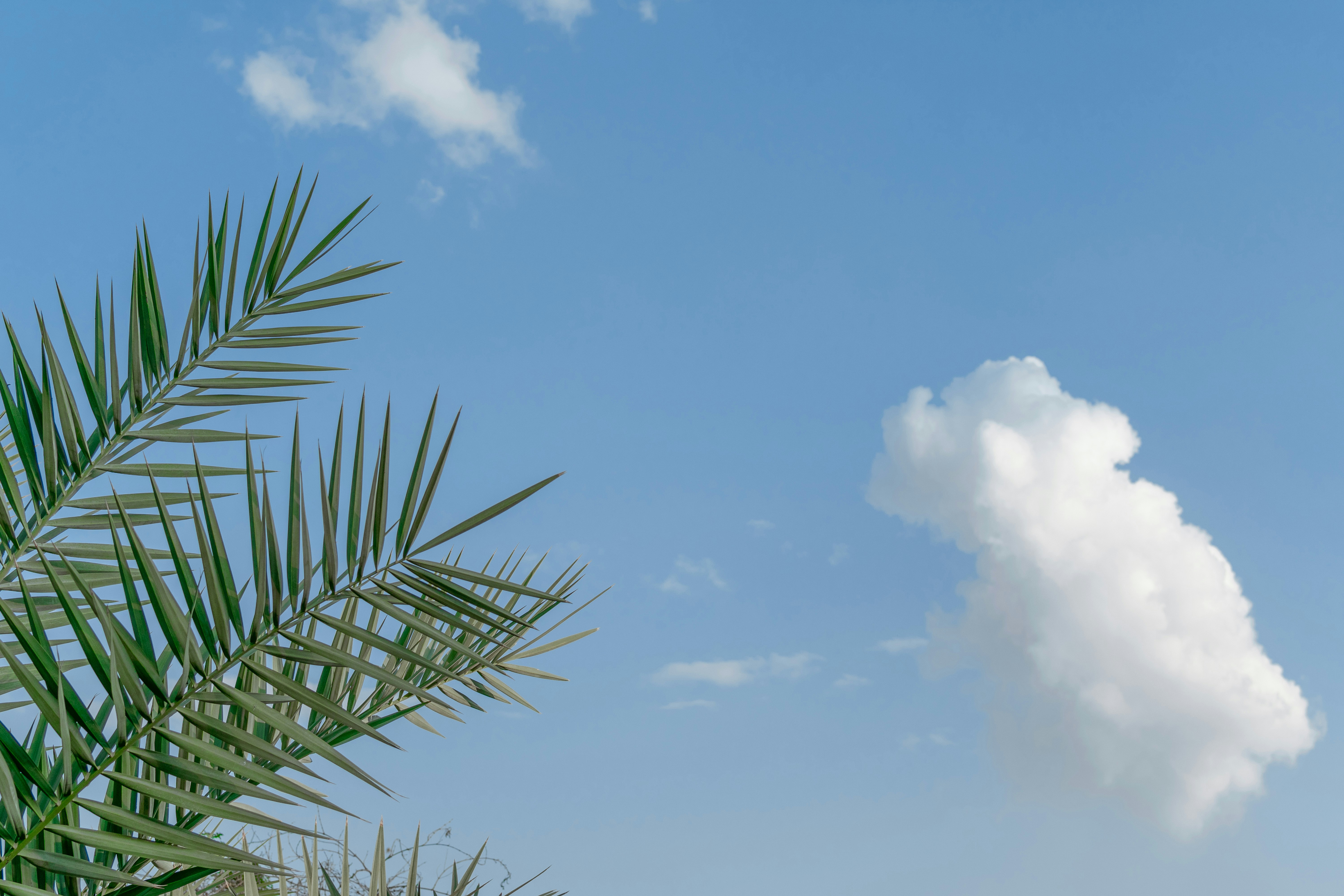 Palm fronds reaching towards a blue sky with a single fluffy cloud.