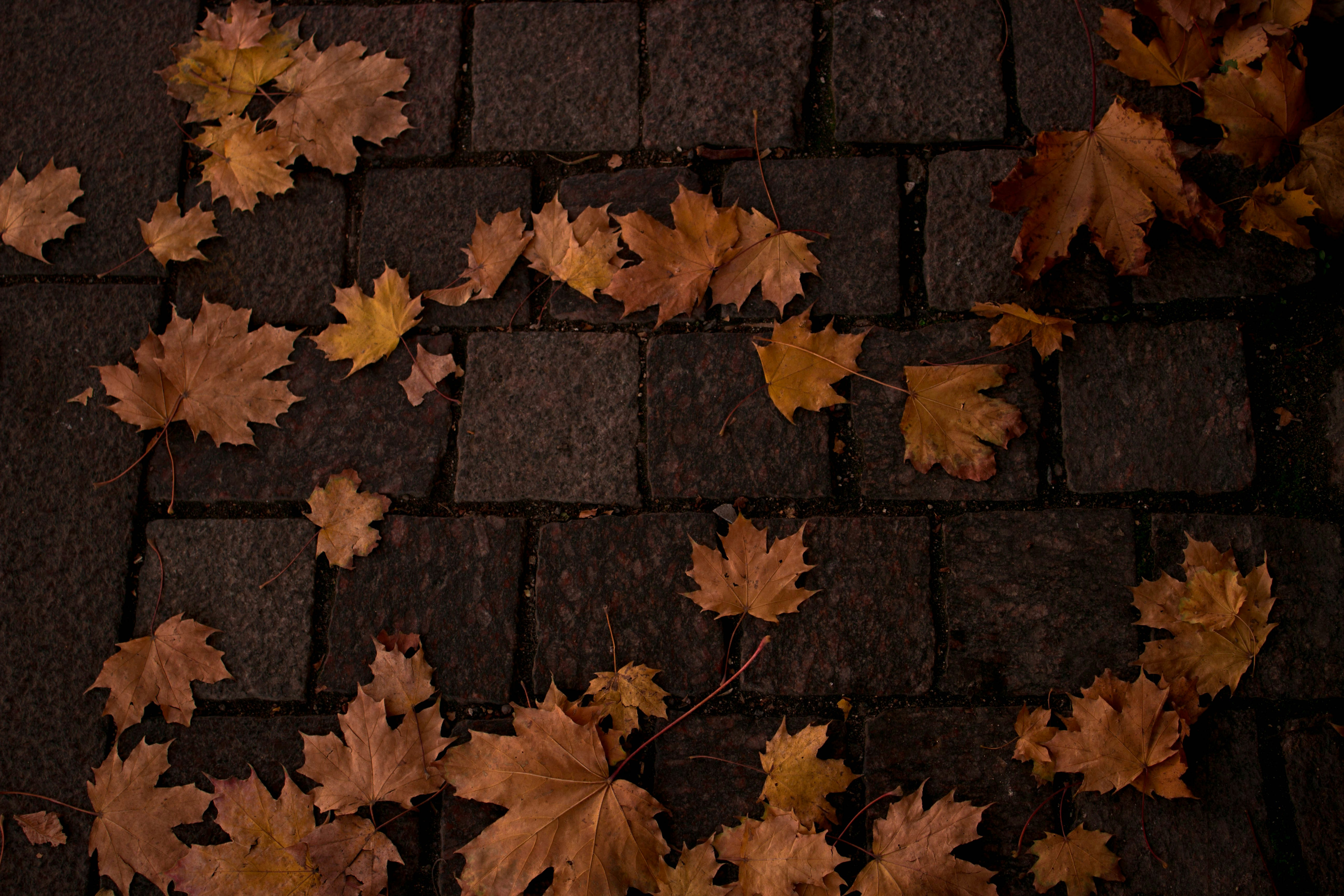 Fallen autumn leaves scattered across a cobblestone pavement, highlighting a rich tapestry of brown and orange hues.