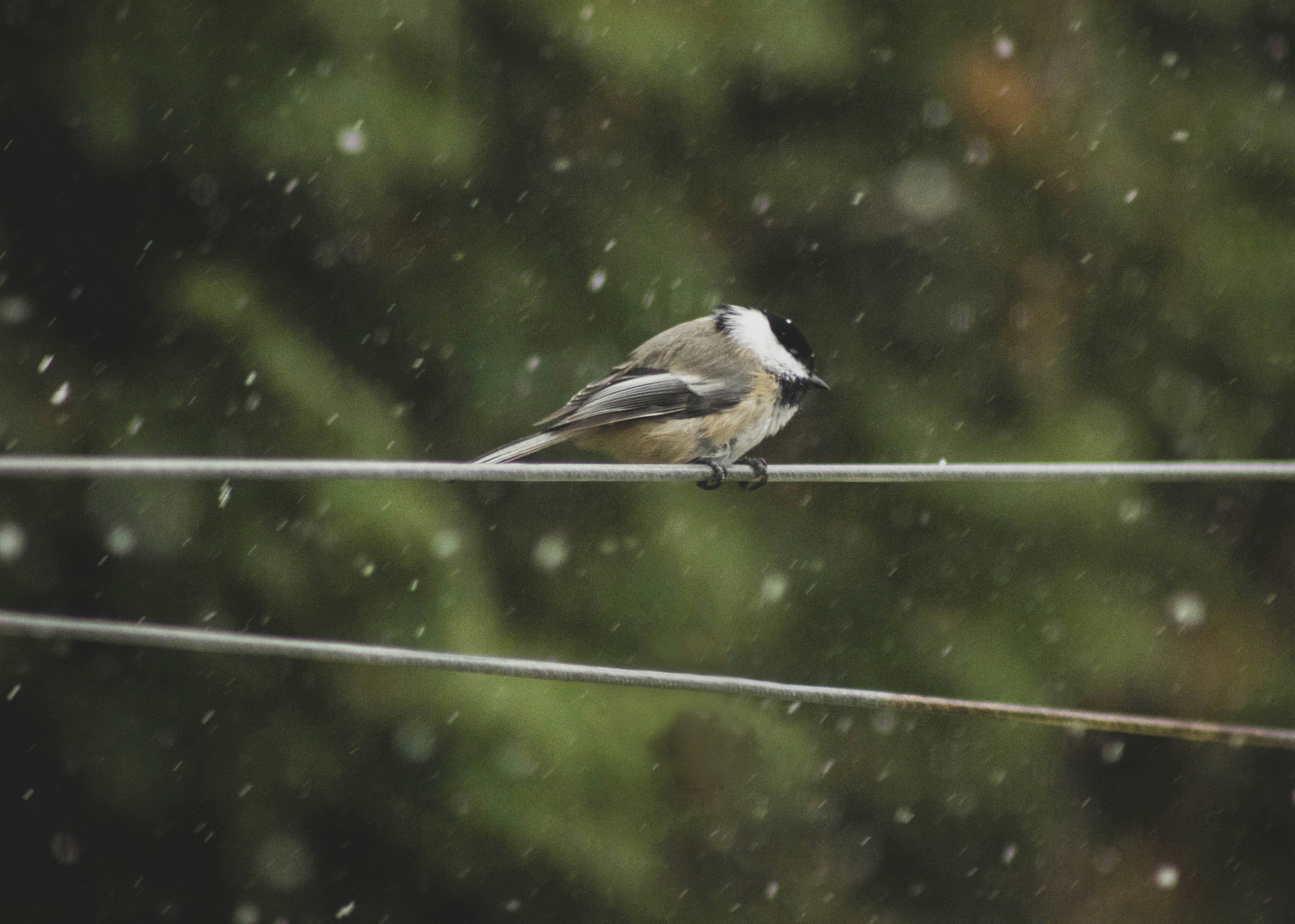 A small bird perched on a wire, surrounded by softly falling snowflakes, creating a serene winter scene.