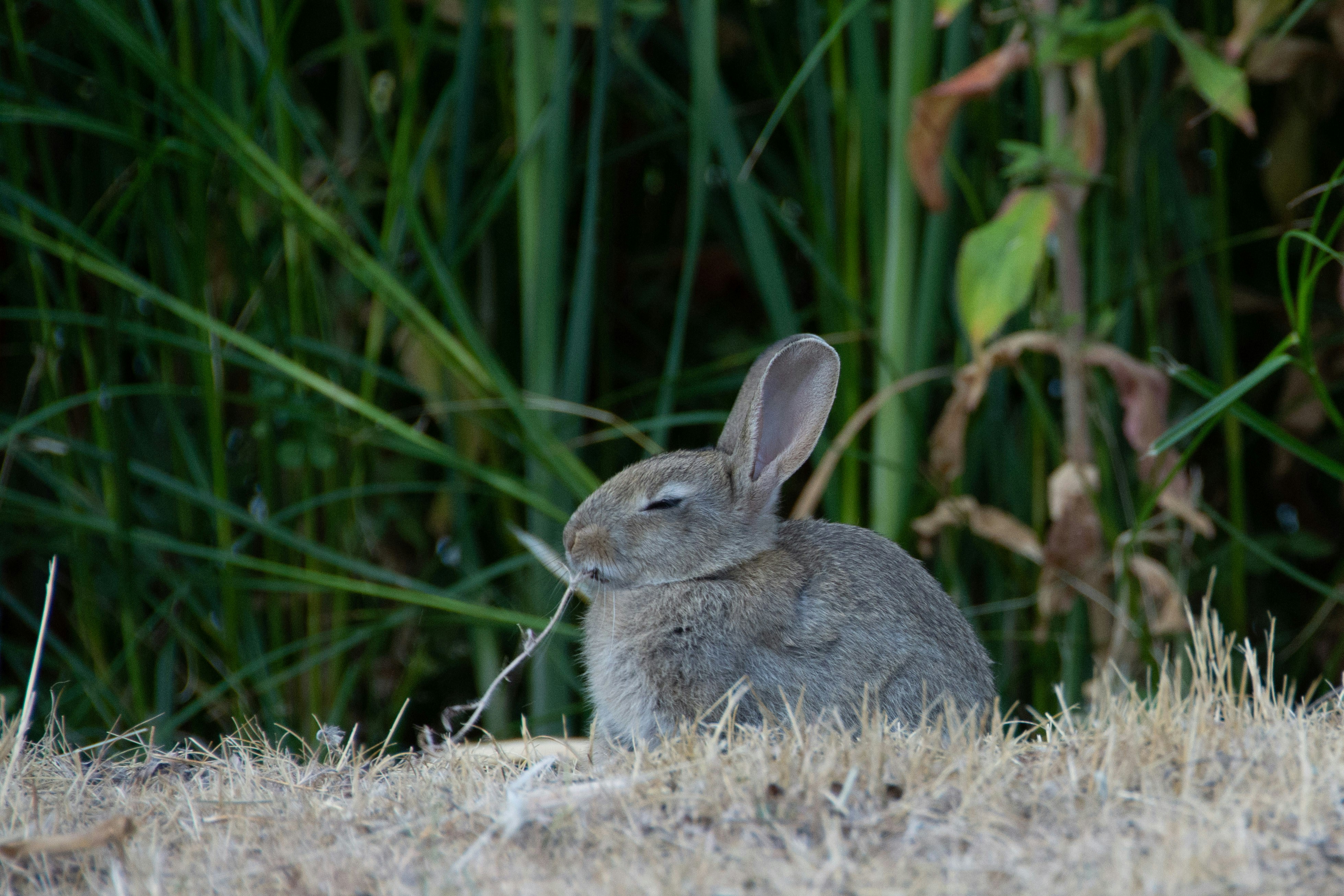 A rabbit resting peacefully on dry grass, surrounded by lush green foliage. The serene scene captures a moment of tranquility in the wild.