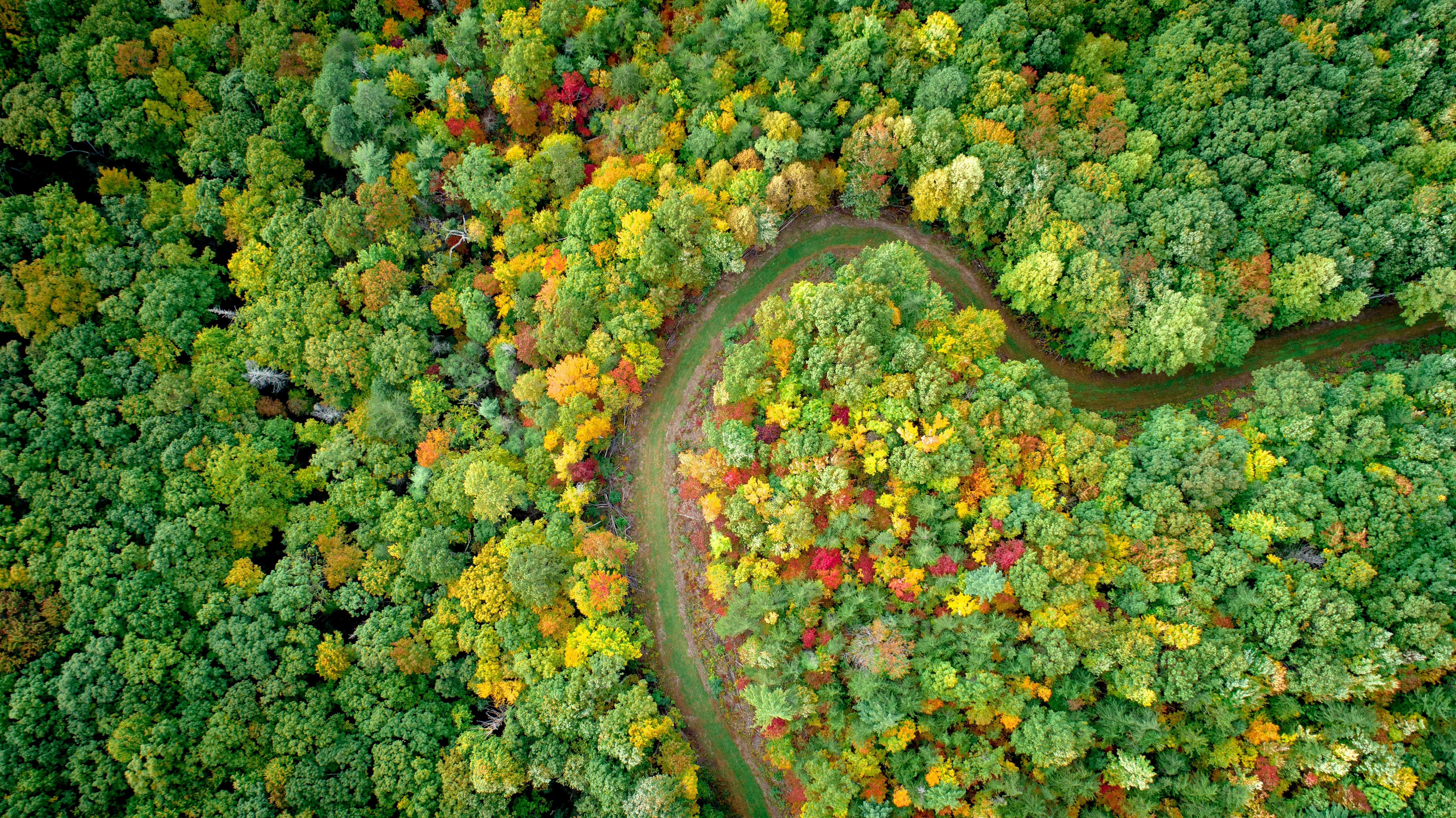 Aerial view of a winding path surrounded by a rich tapestry of autumn foliage, showcasing a vibrant mix of green, yellow, orange, and red leaves.