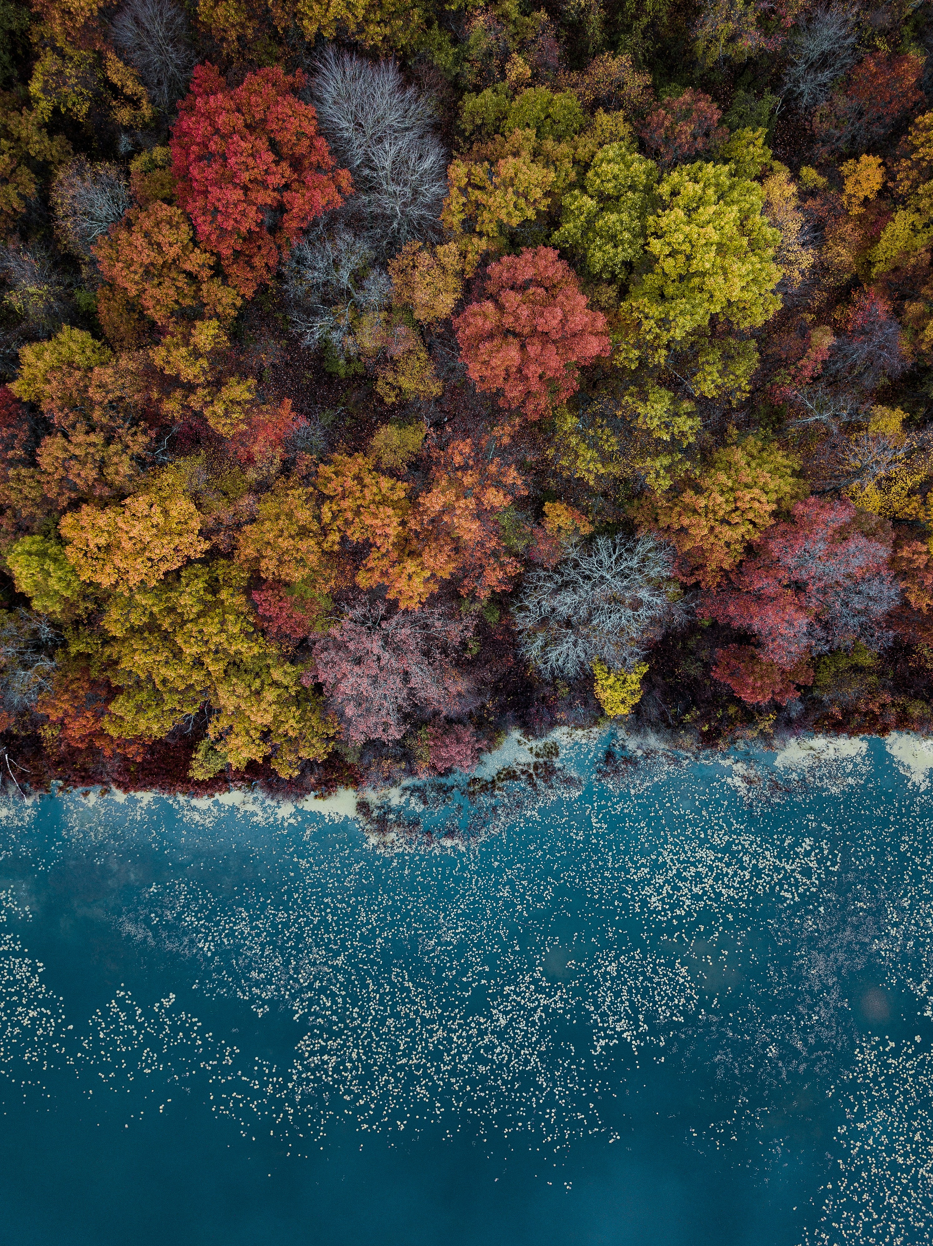 Photographie en plongée d’arbres de couleurs variées pendant la journée ...