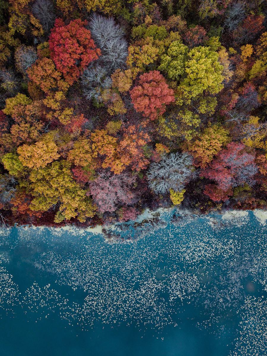 Aerial view of a dense autumn forest meeting a shimmering water body, with vibrant red, orange, yellow, and green canopy textures contrasting against the blue water below. The scene emphasizes the boundary where land and lake meet.