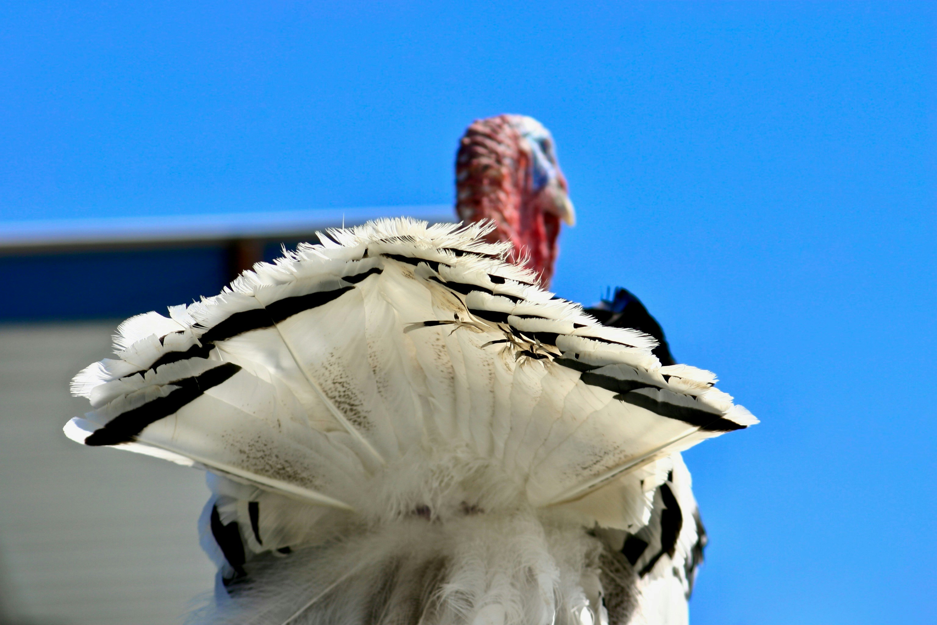A turkey displaying its impressive feathers against a clear blue sky, showcasing the intricate patterns and textures of its plumage.