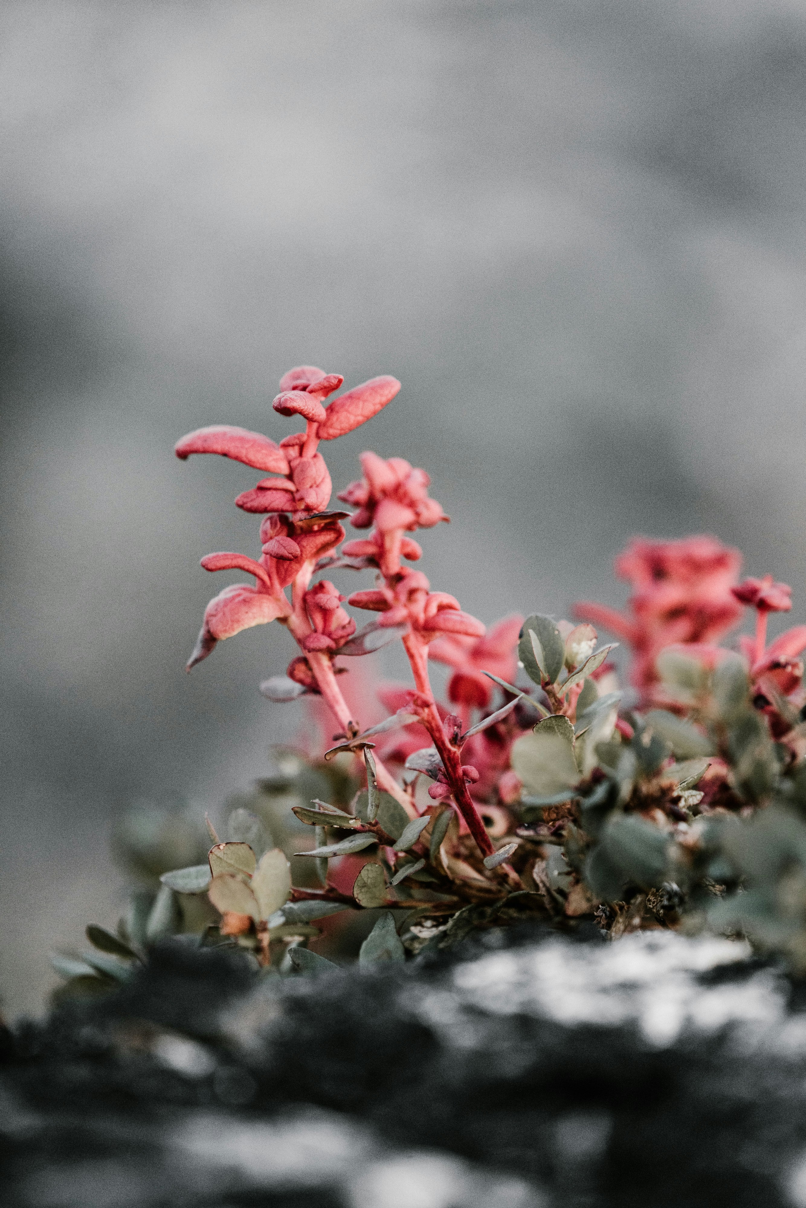Vibrant pink plant sprouting from rocky terrain, surrounded by muted greens and grays. A testament to nature's adaptability.
