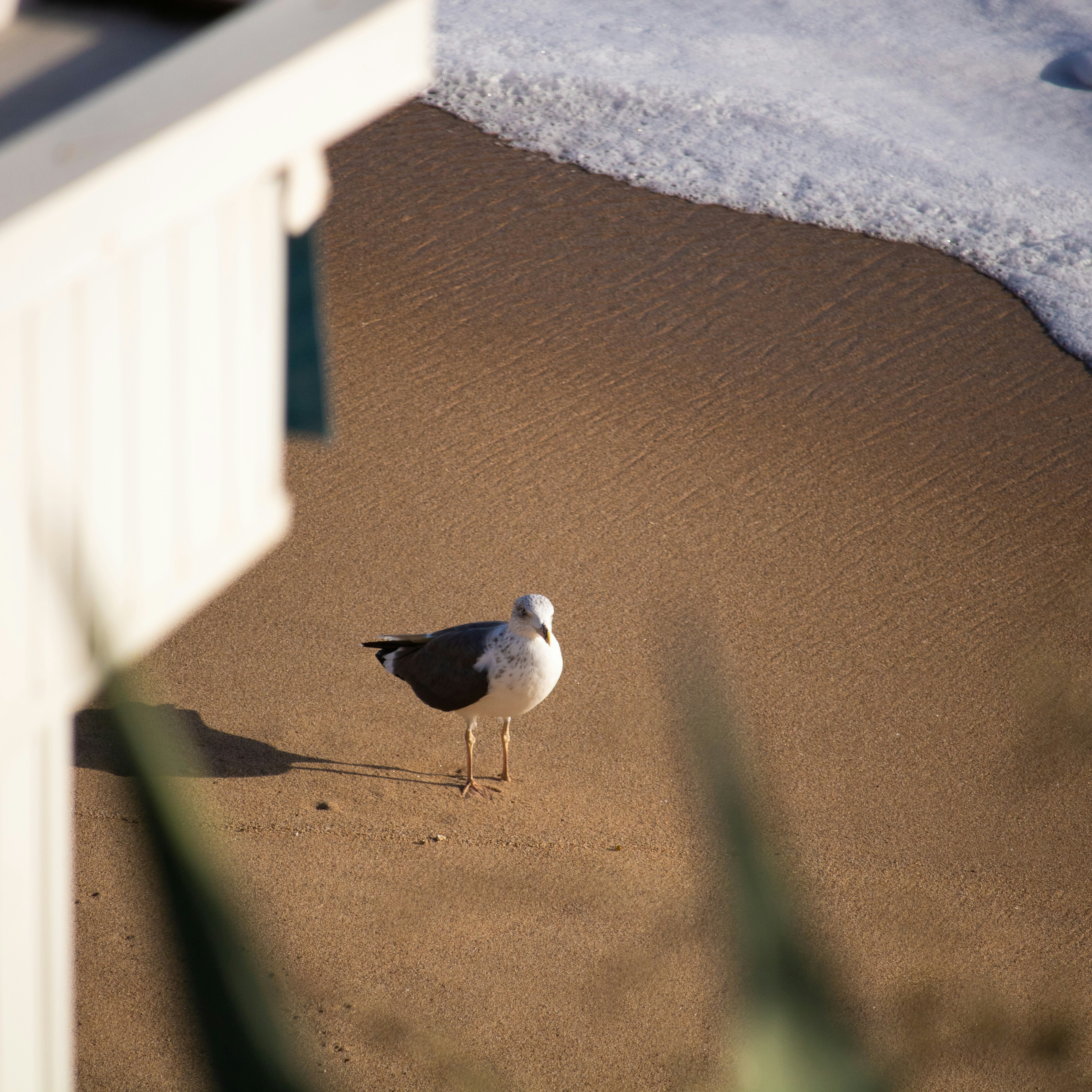 white and brown bird on shore during daytime