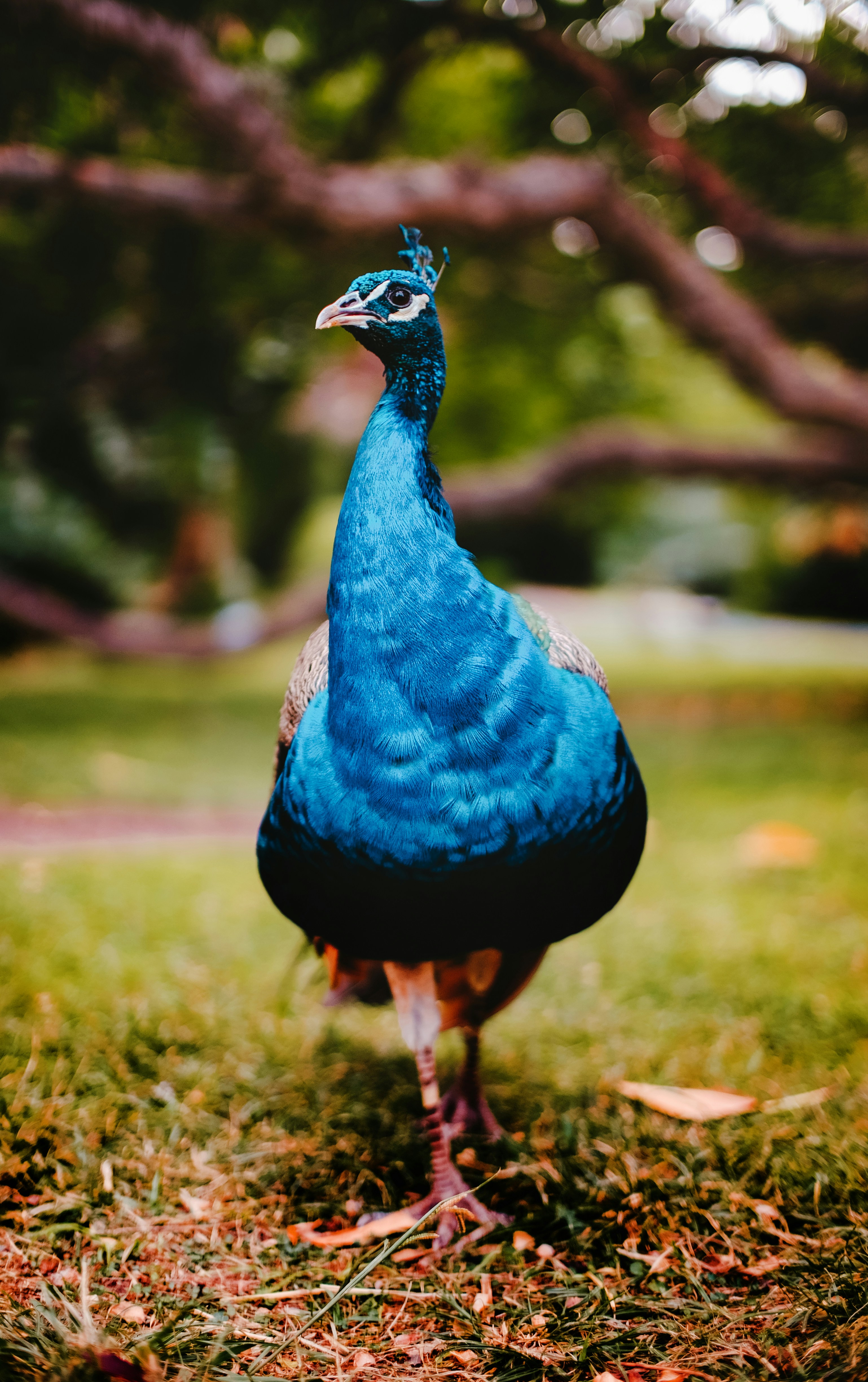 Blue peacock walking gracefully on lush green grass with blurred branches in the background.