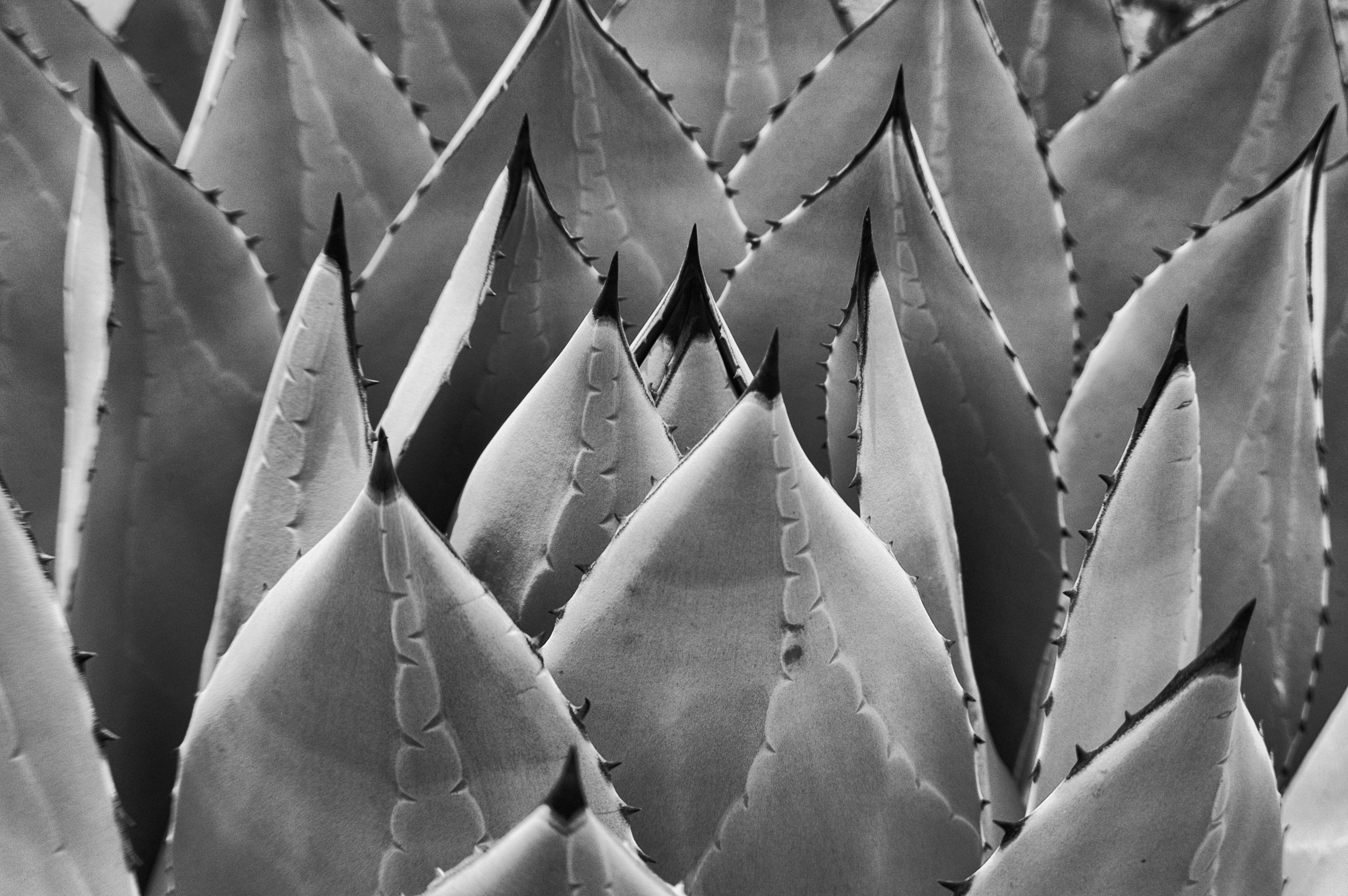 Black and white close-up of agave plant leaves forming a symmetrical pattern.
