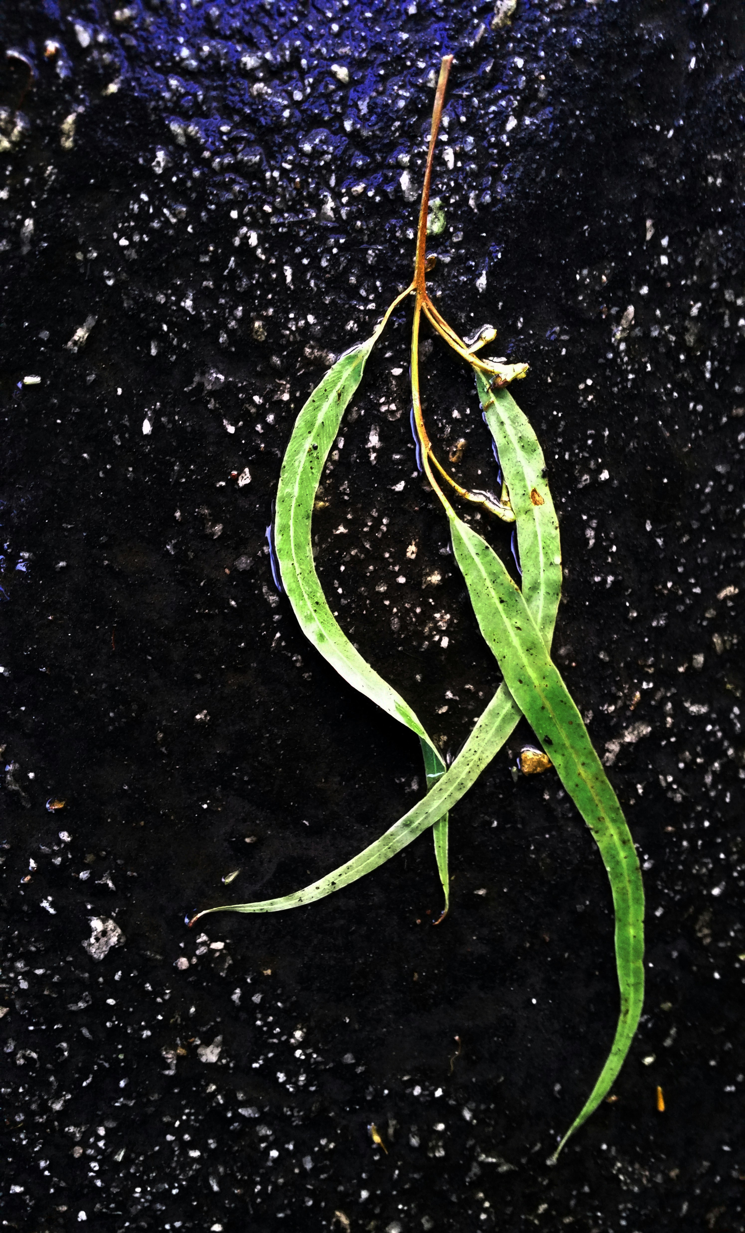 Green leaves rest on dark, wet asphalt speckled with droplets.
