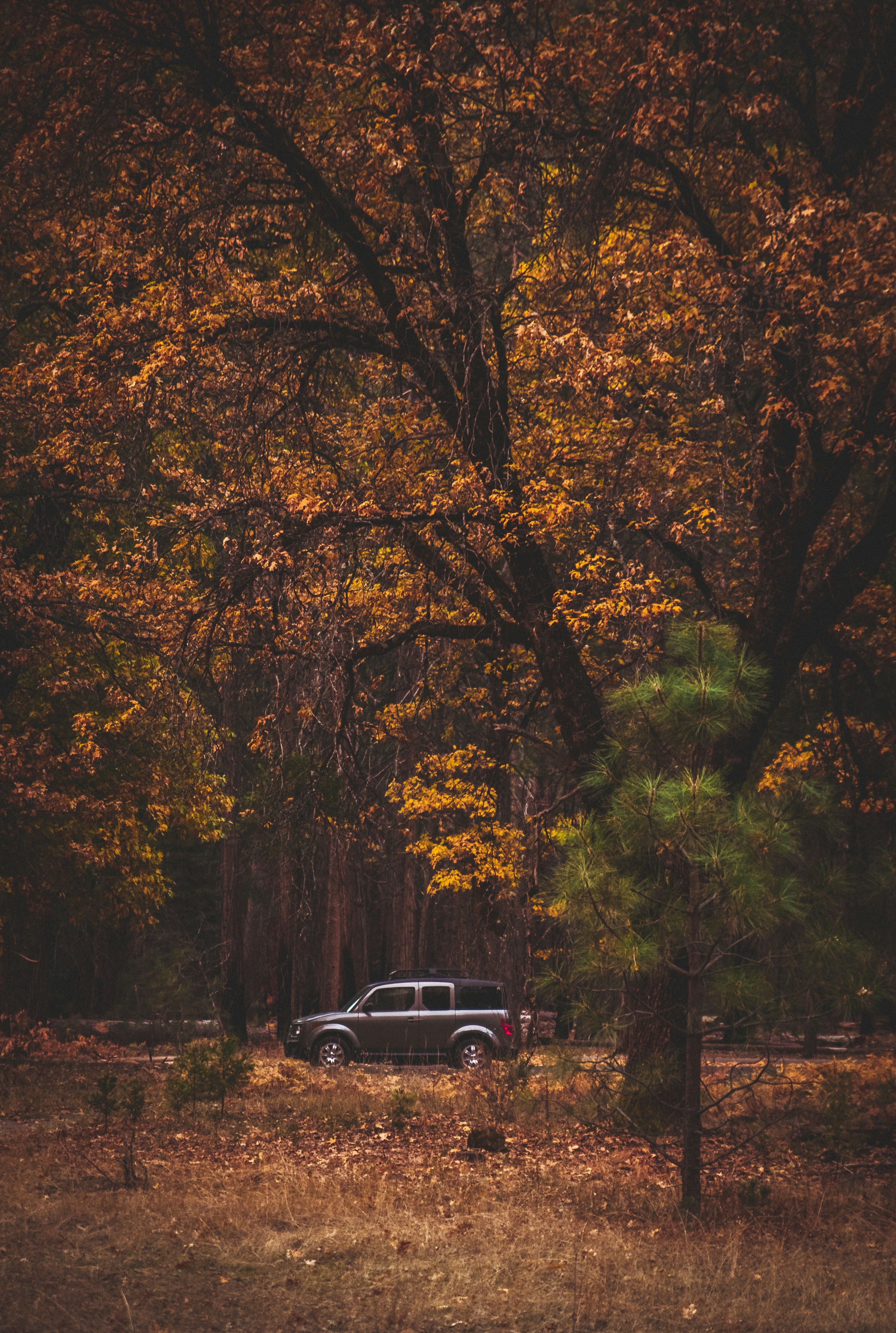 Golden Canopy Drive: A Lone SUV Resting Under Autumn's Veil