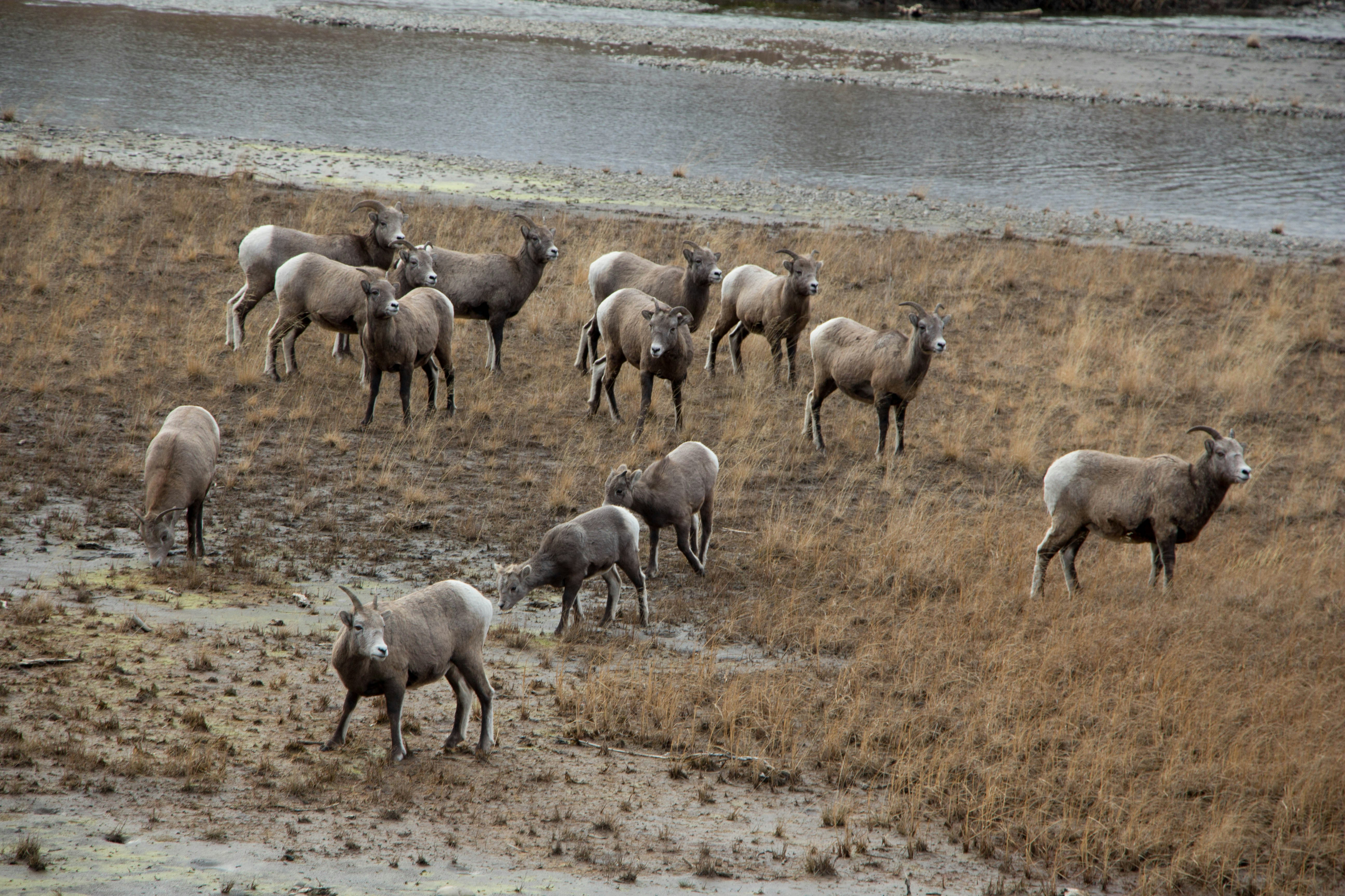 gruppo di ariete in campo aperto photo – Photo Animal Gratuite sur Unsplash