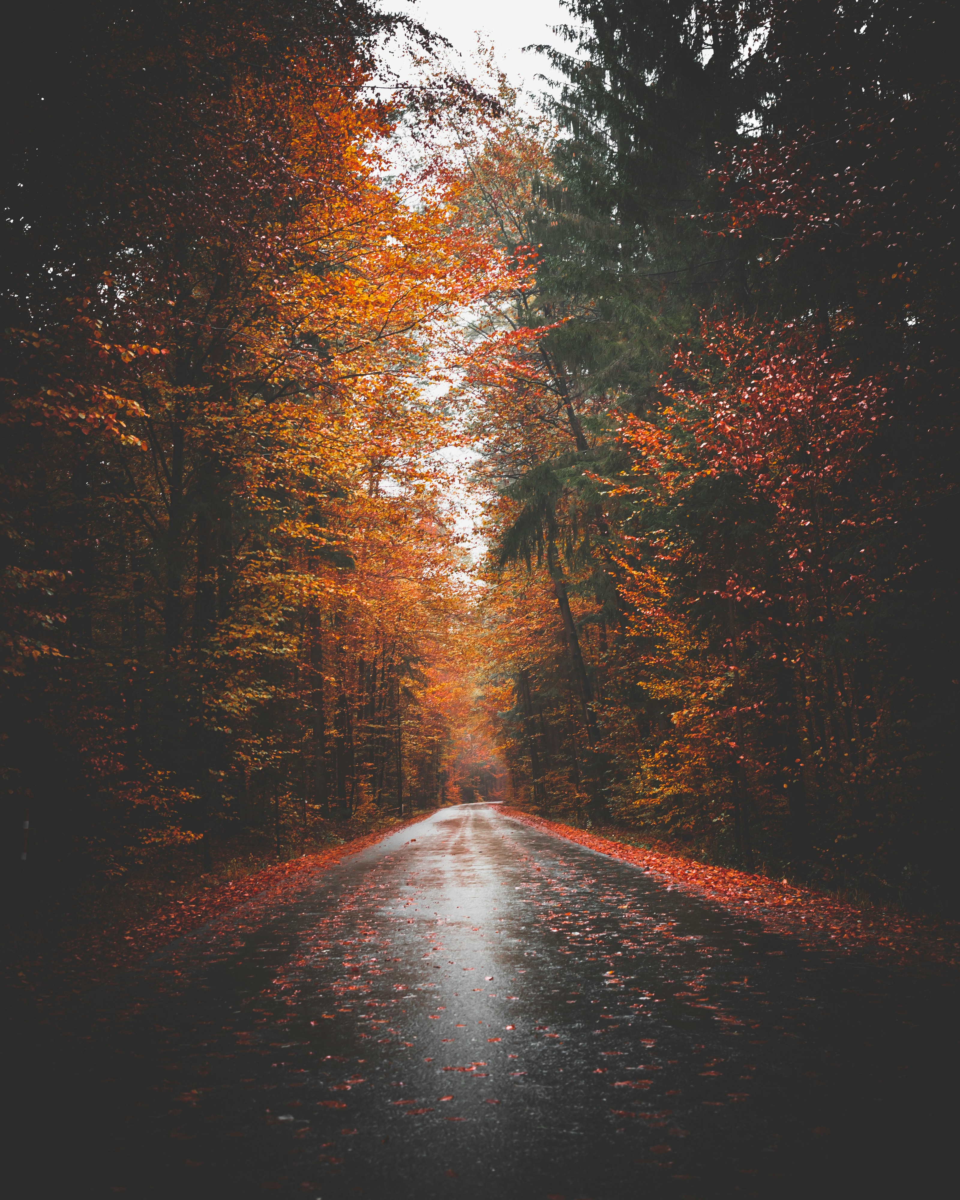 A tranquil road lined with vibrant autumn foliage, leading into the distance under a soft, overcast sky.