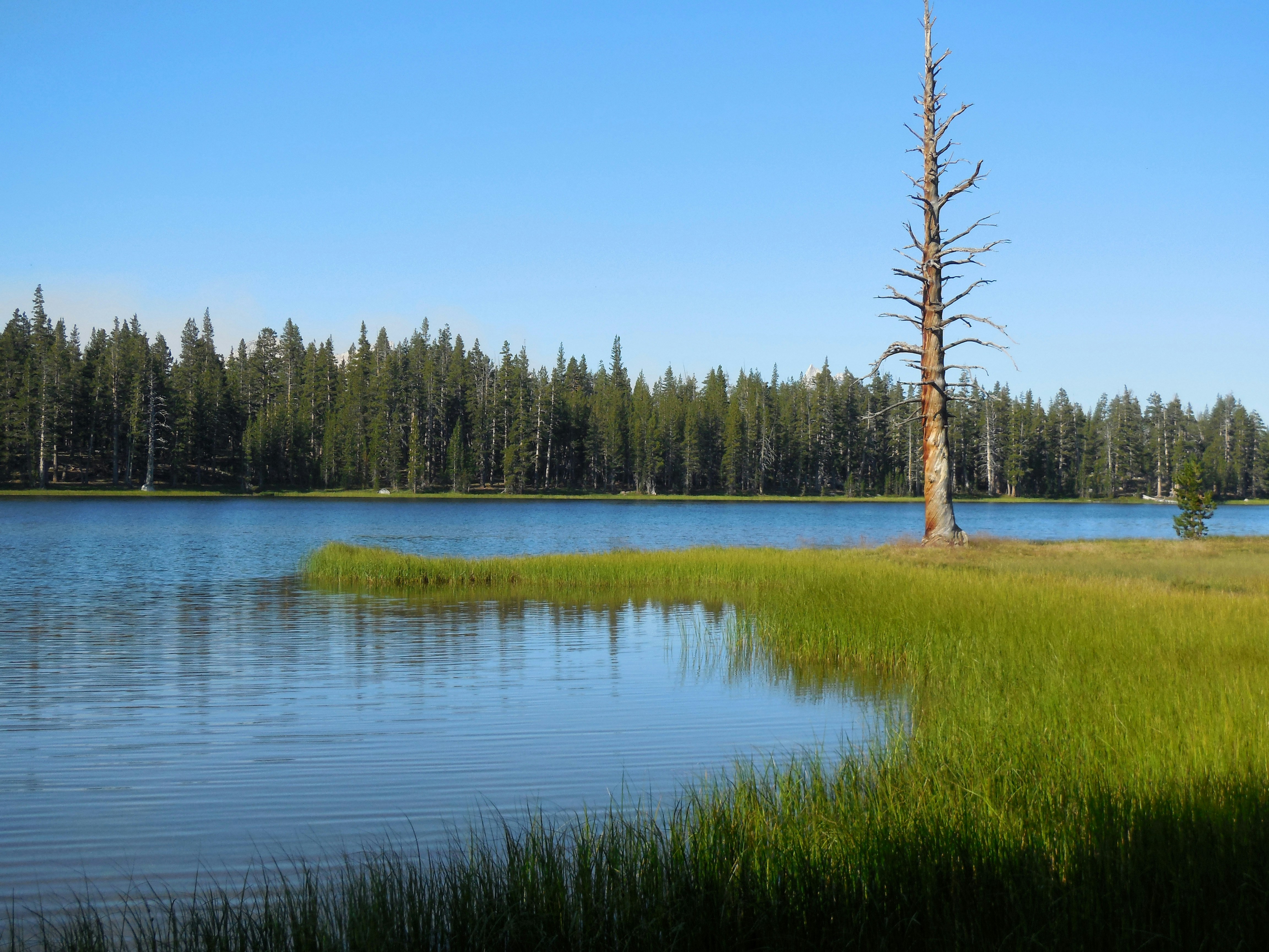 Serene lake bordered by lush greenery and a lone, tall tree under a clear blue sky.