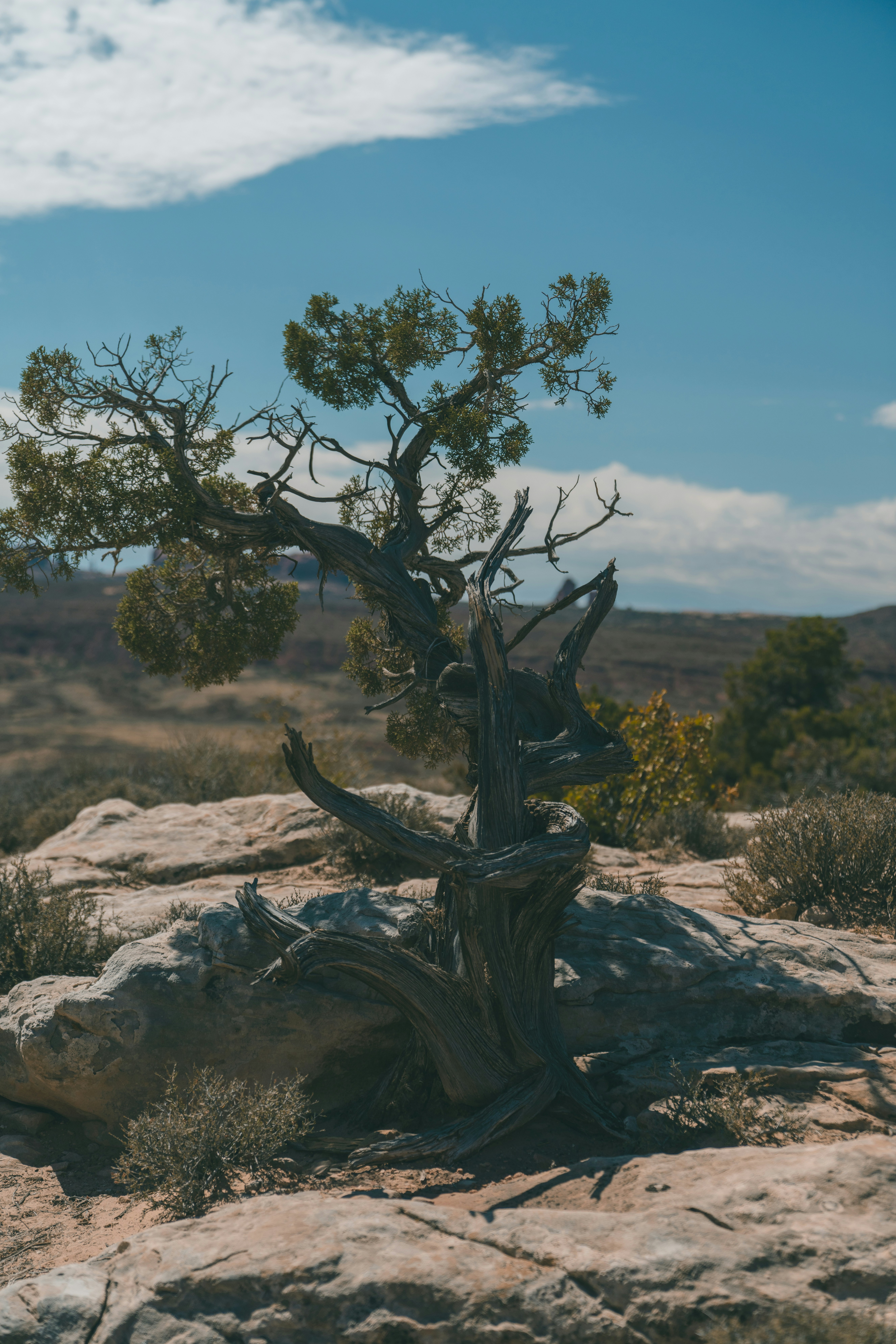 Green-leafed tree surrounded with rocks during daytime photo – Free ...