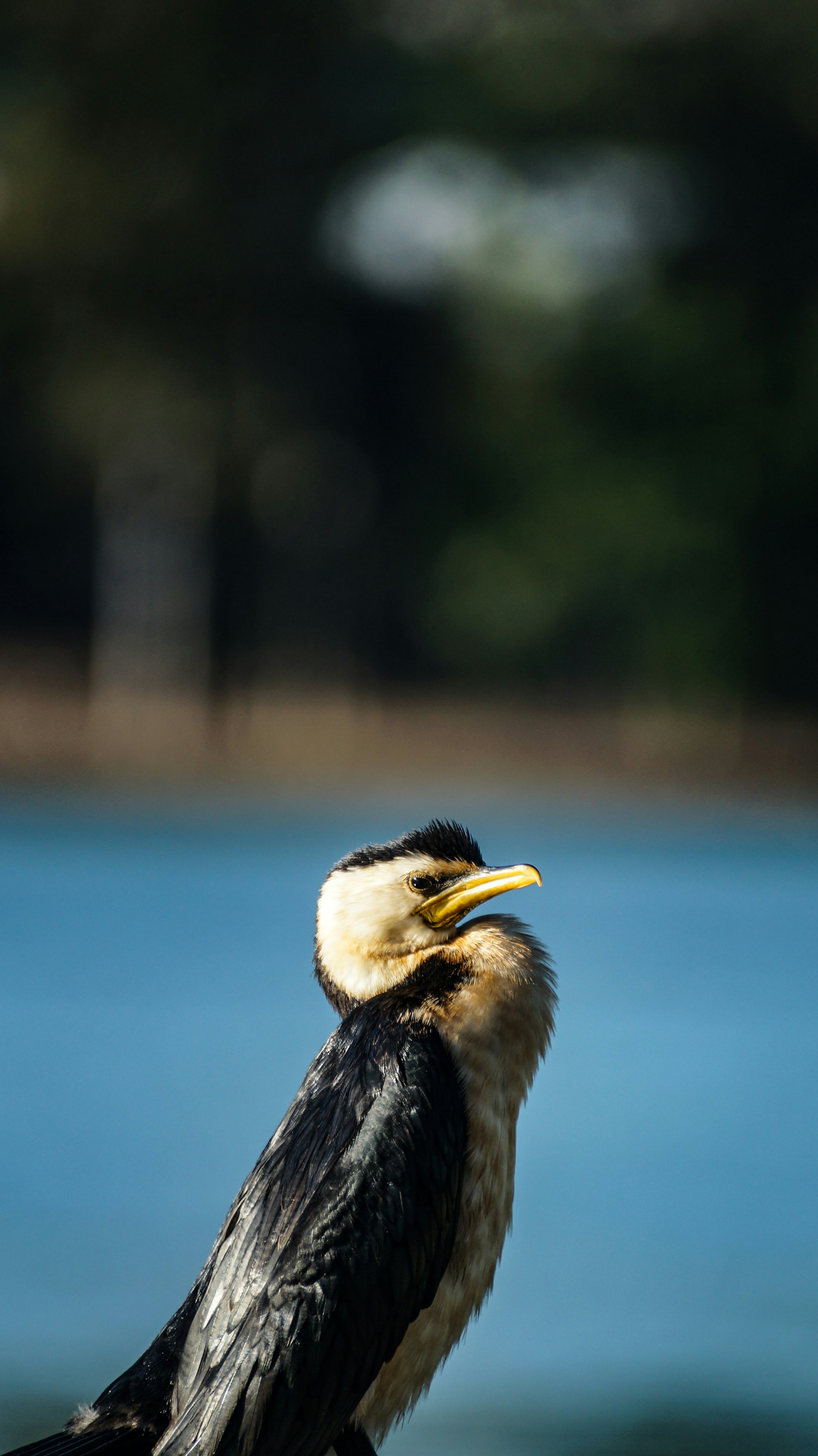 Crimson Crest: A Candid Portrait of a Blithe Cormorant by the Lake