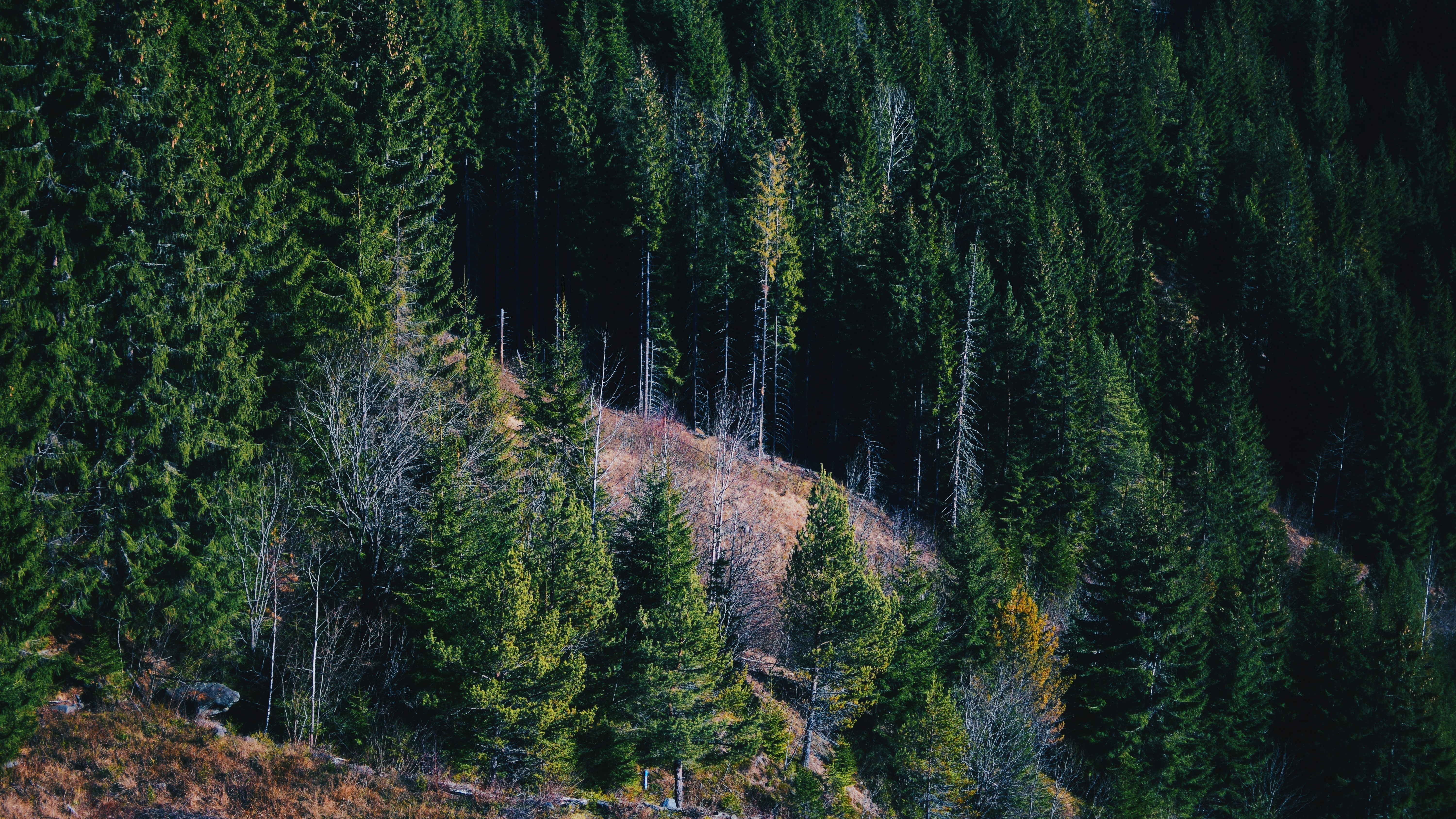 Whisper of the Evergreen Canopy