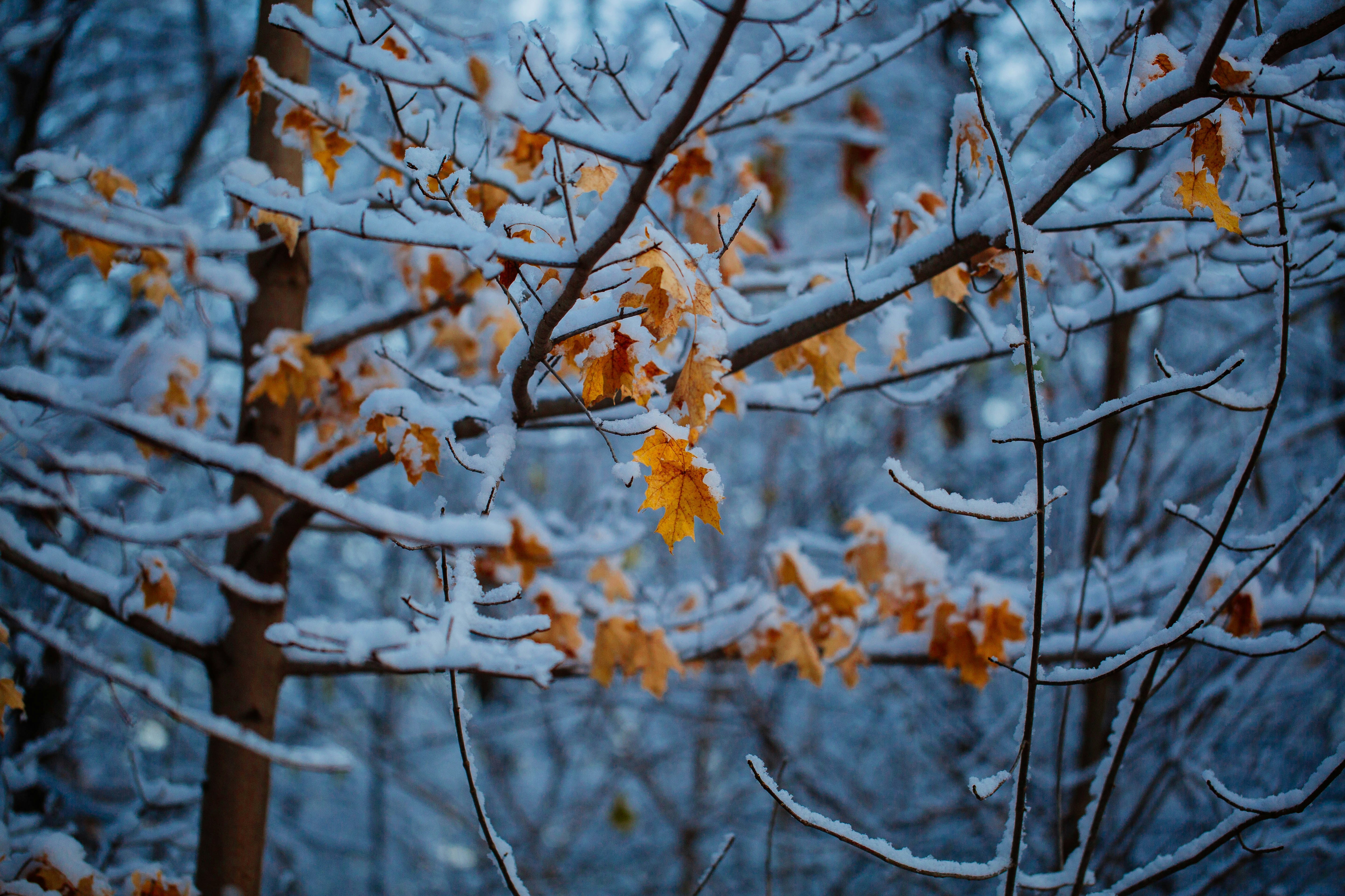 Snow covered bare trees photo – Free Frost Image on Unsplash