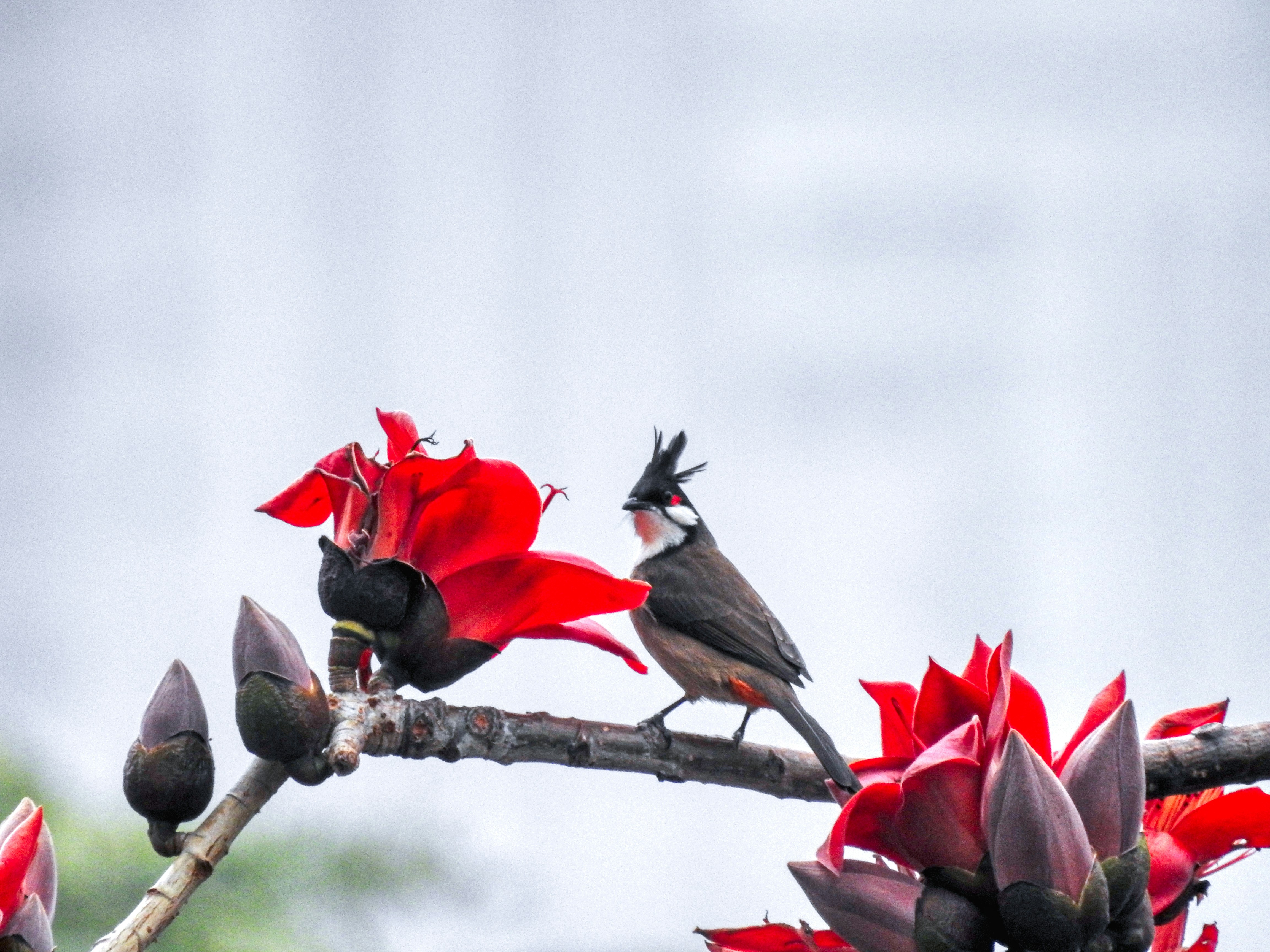 A small dark bird perches on a branch beside vivid red blossoms, set against a softly blurred background.