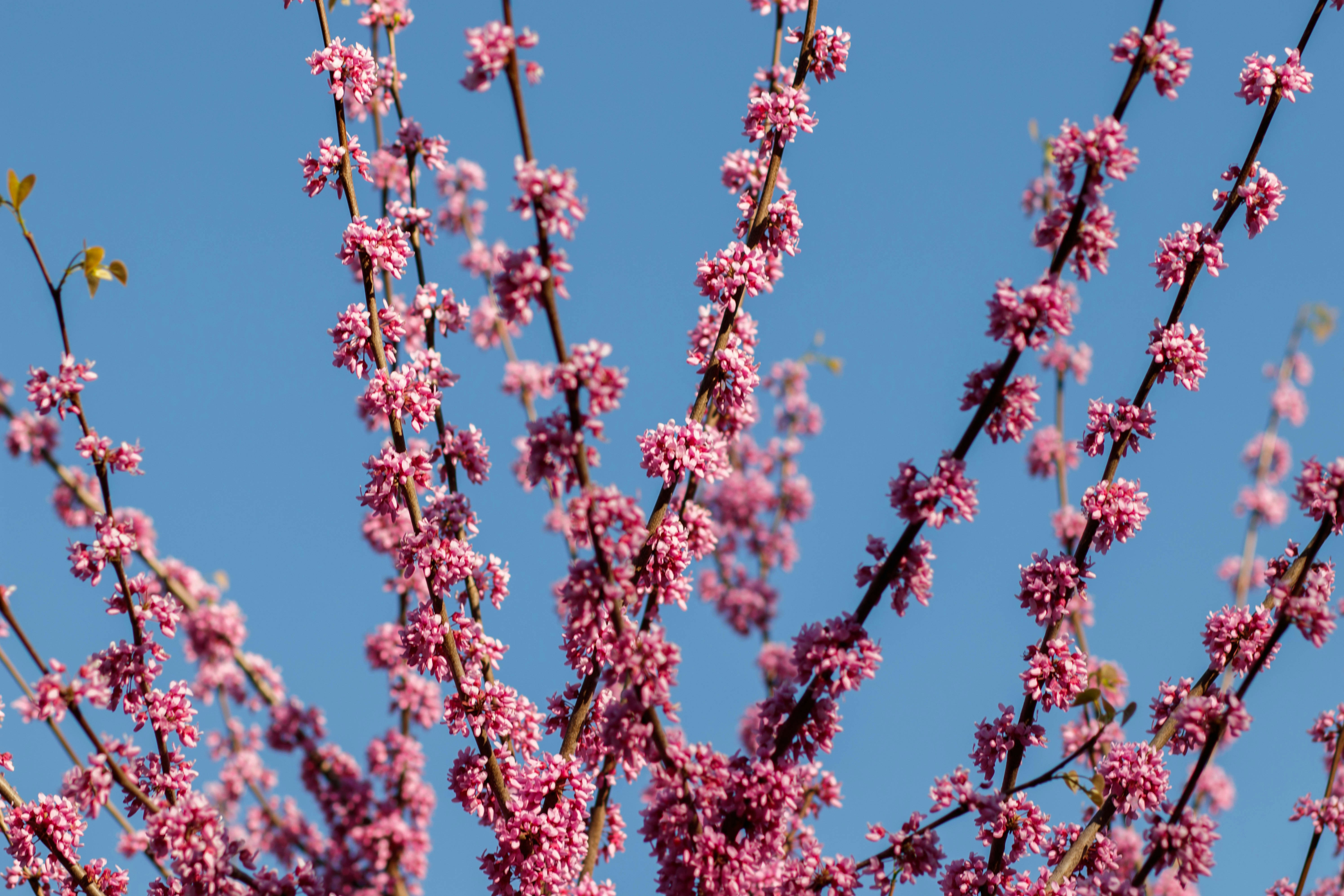 Bud Not Buddy: Characters and Events