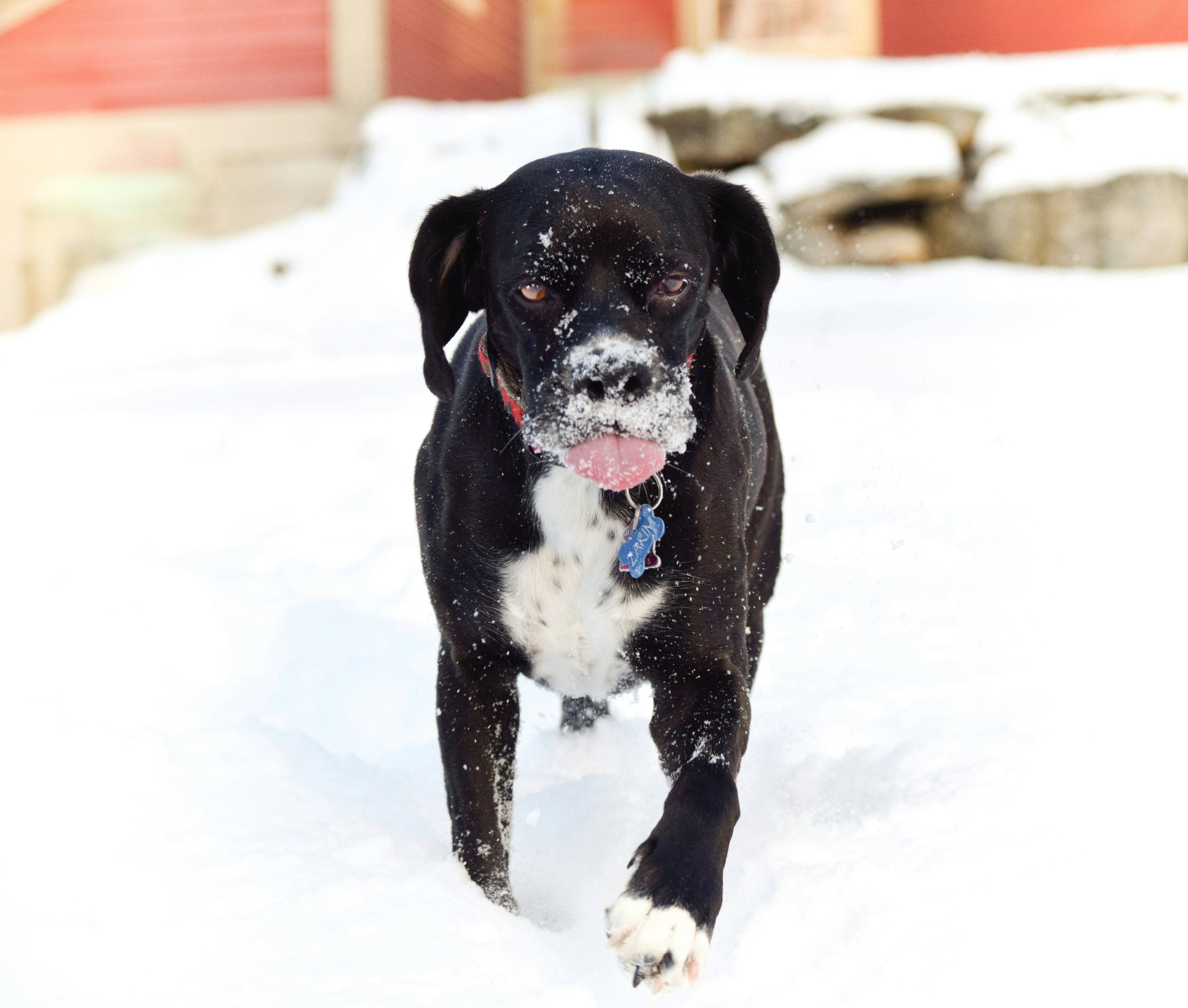 Snowbound Sprint: A Black-and-White Labrador Charges Toward the Camera
