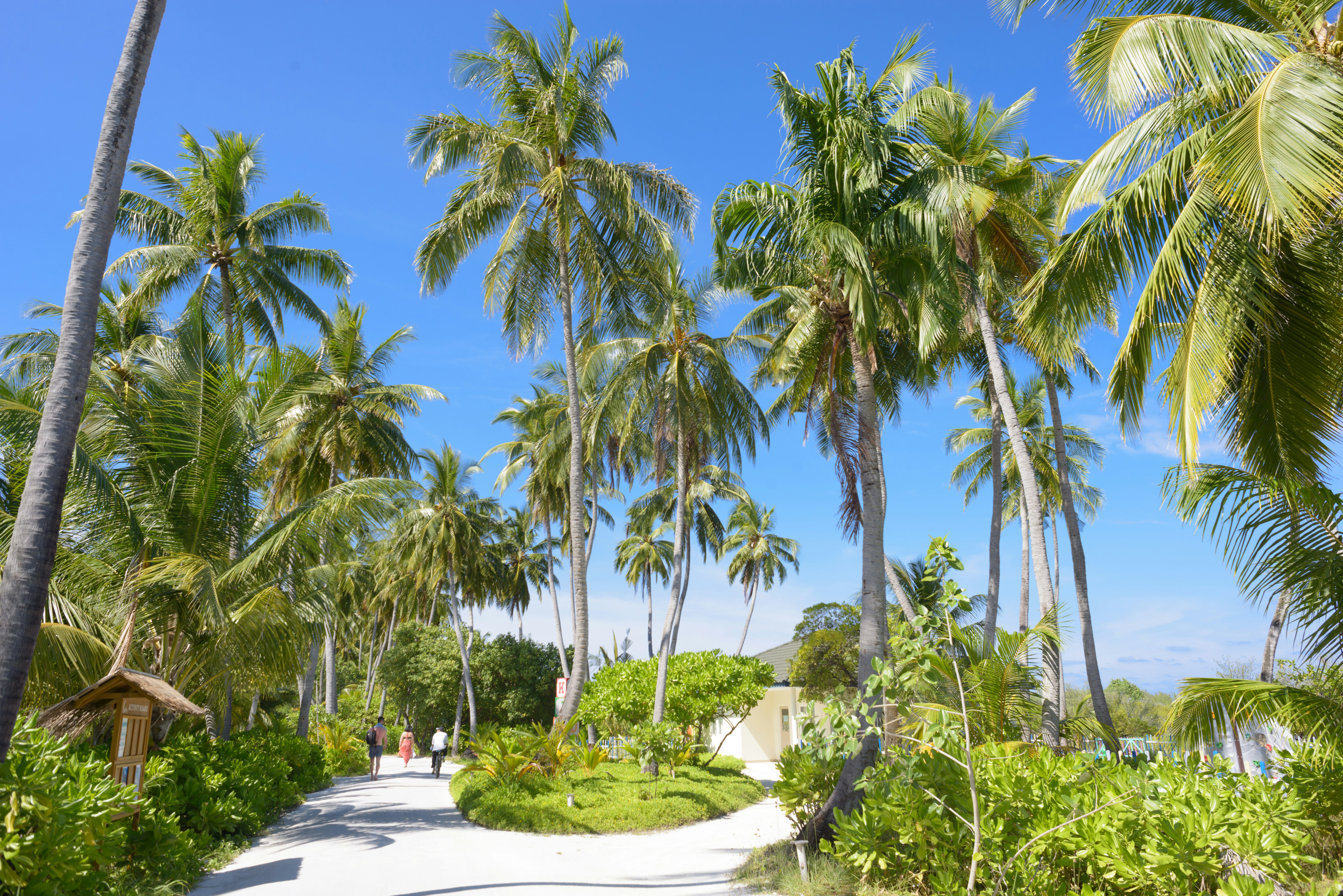 Pathway and palm trees during day photo – Free Tree Image on Unsplash