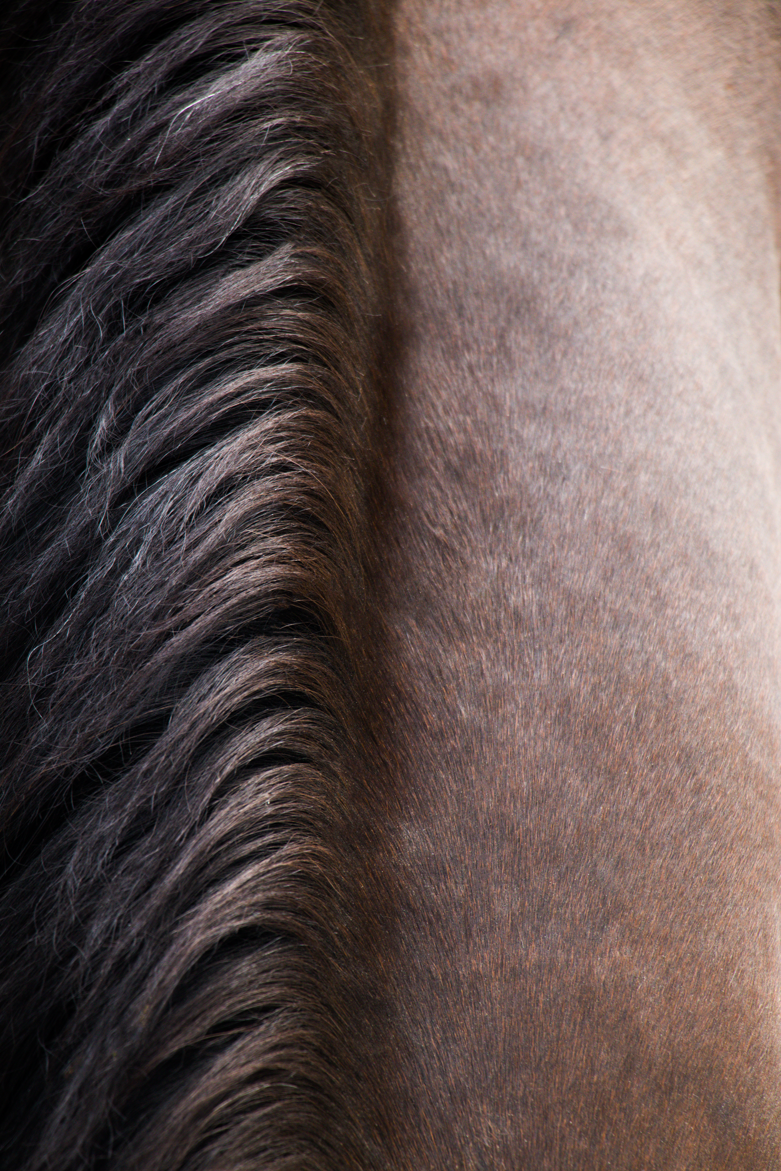 Foto Un primer plano de la crin y la crin de un caballo – Imagen ...