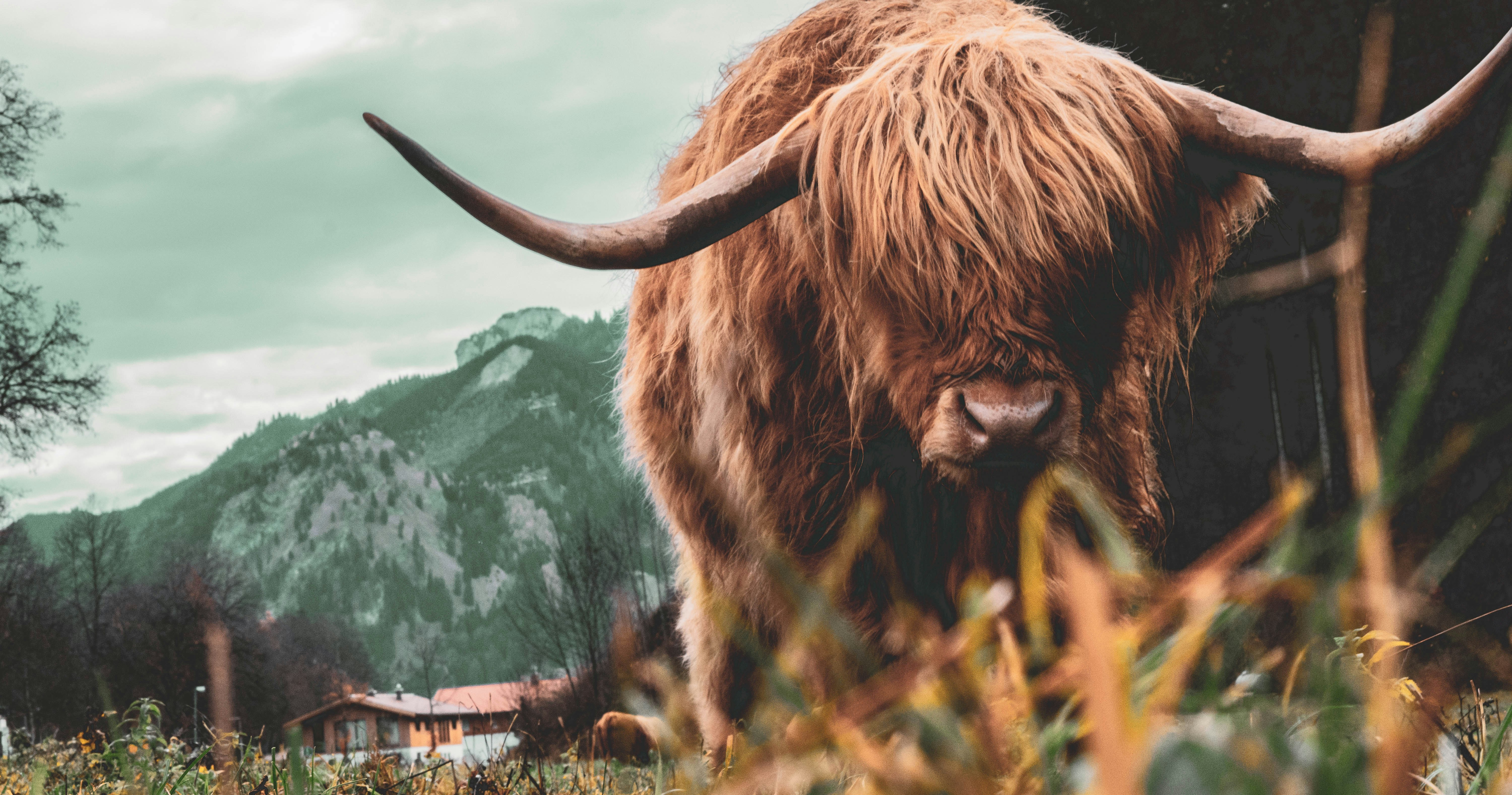 Ridge Guardian: Highland Cow at the Foot of Alpine Peaks