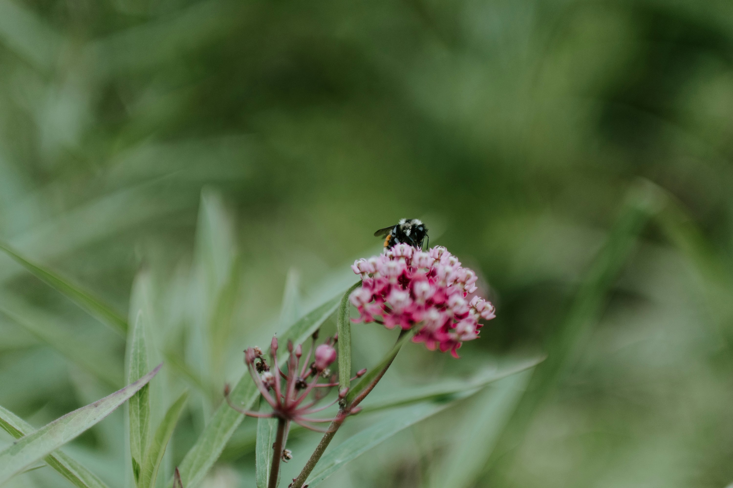 A bumblebee foraging on a pink flower amidst lush green foliage.