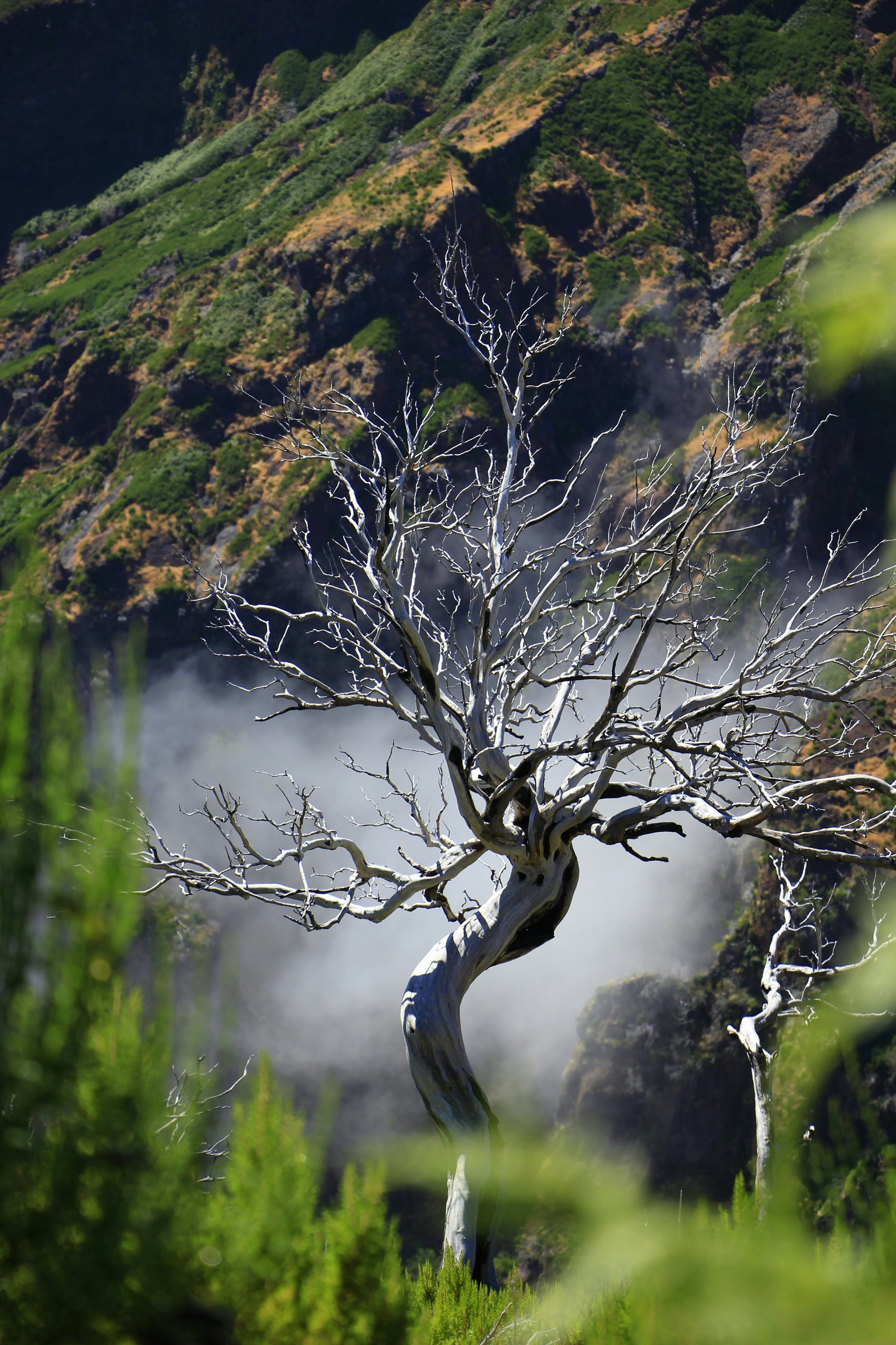 A gnarled, leafless tree stands resilient against a backdrop of lush green hills and swirling mist. The contrast highlights the tree's intricate branches.