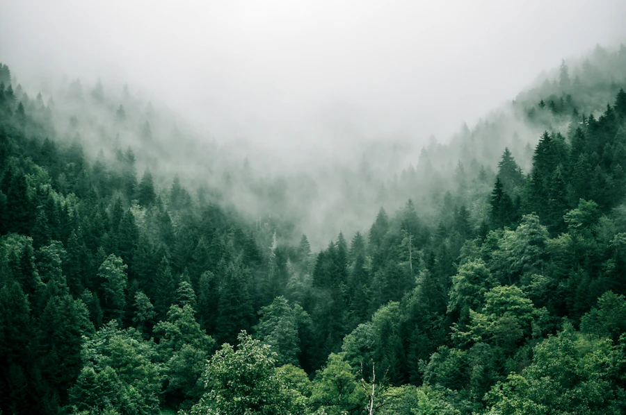 Fog drifts over a dense evergreen forest between steep hills, with layered tree-covered slopes fading into a pale sky.