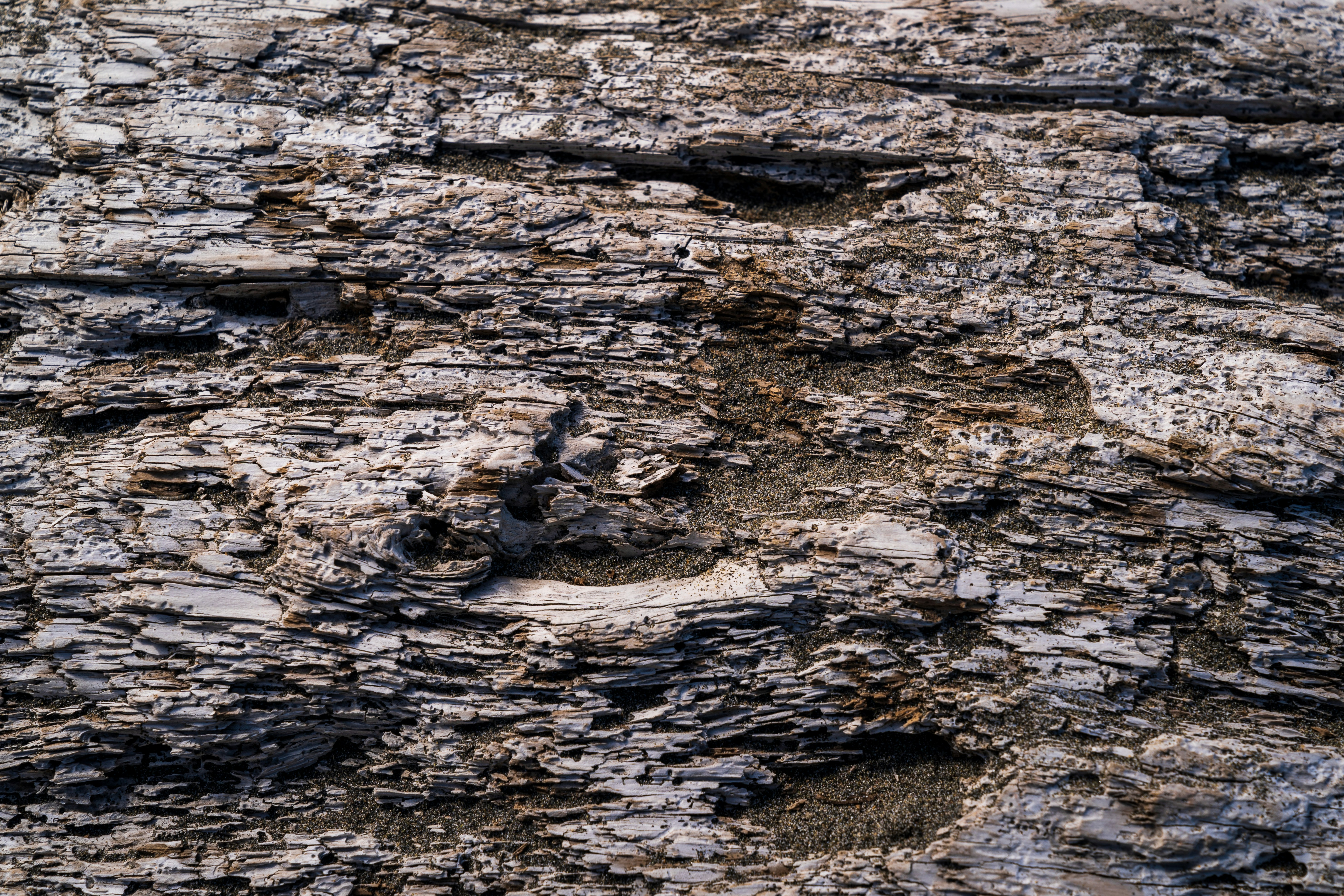 This year we went on an endless summer adventure. We got an RV and drove up the California and Oregon Coast, all the way to Vancouver Island. It was quality family and leisure time. Along the way, I took photos of the different textures we encountered on the beaches and hiking trails This is a small sample of it. Enjoy! | a close up of a rock face with a bird in the middle of it