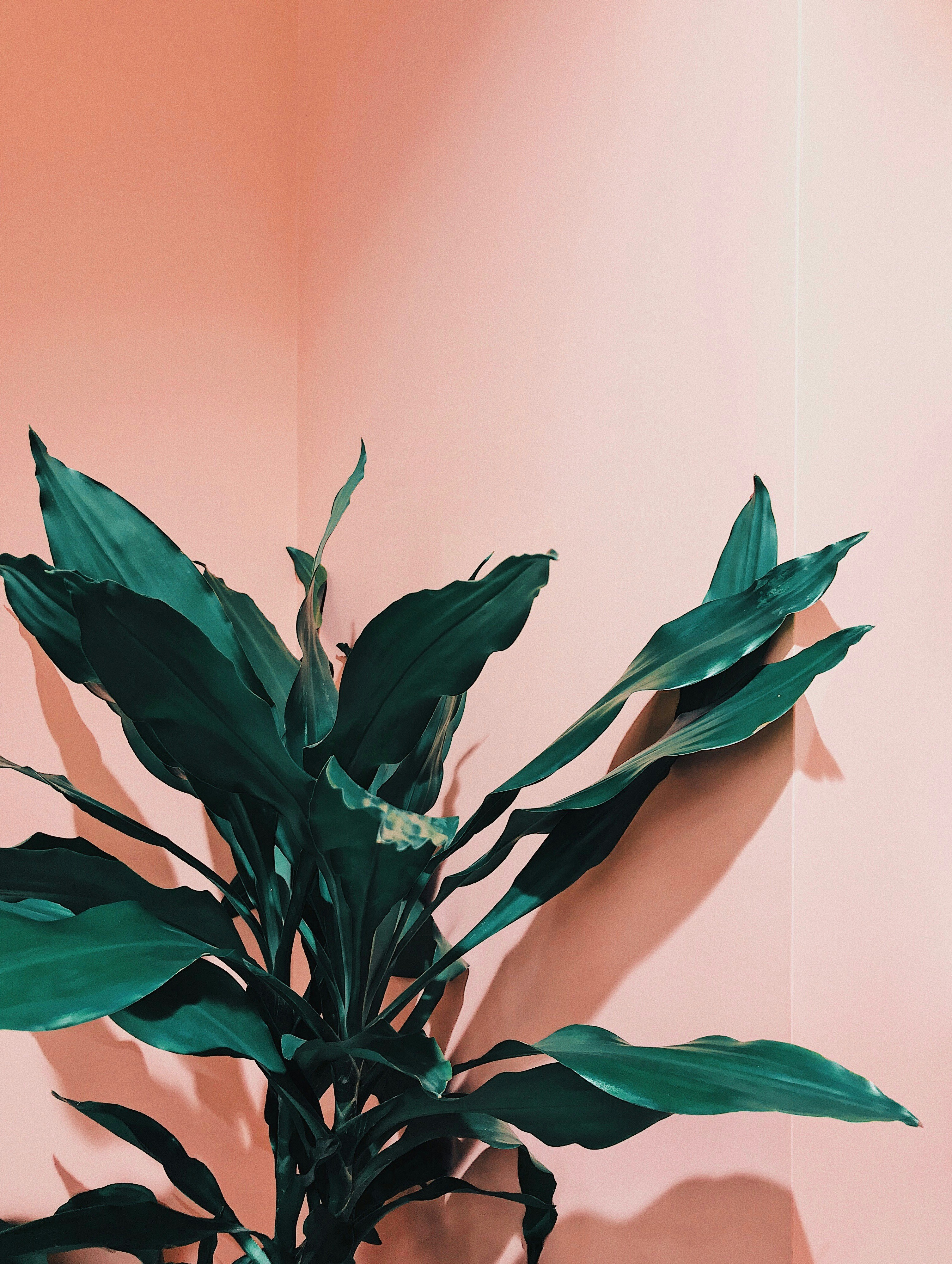 Muted Coral Corner: A Green Plant Against a Peach Wall