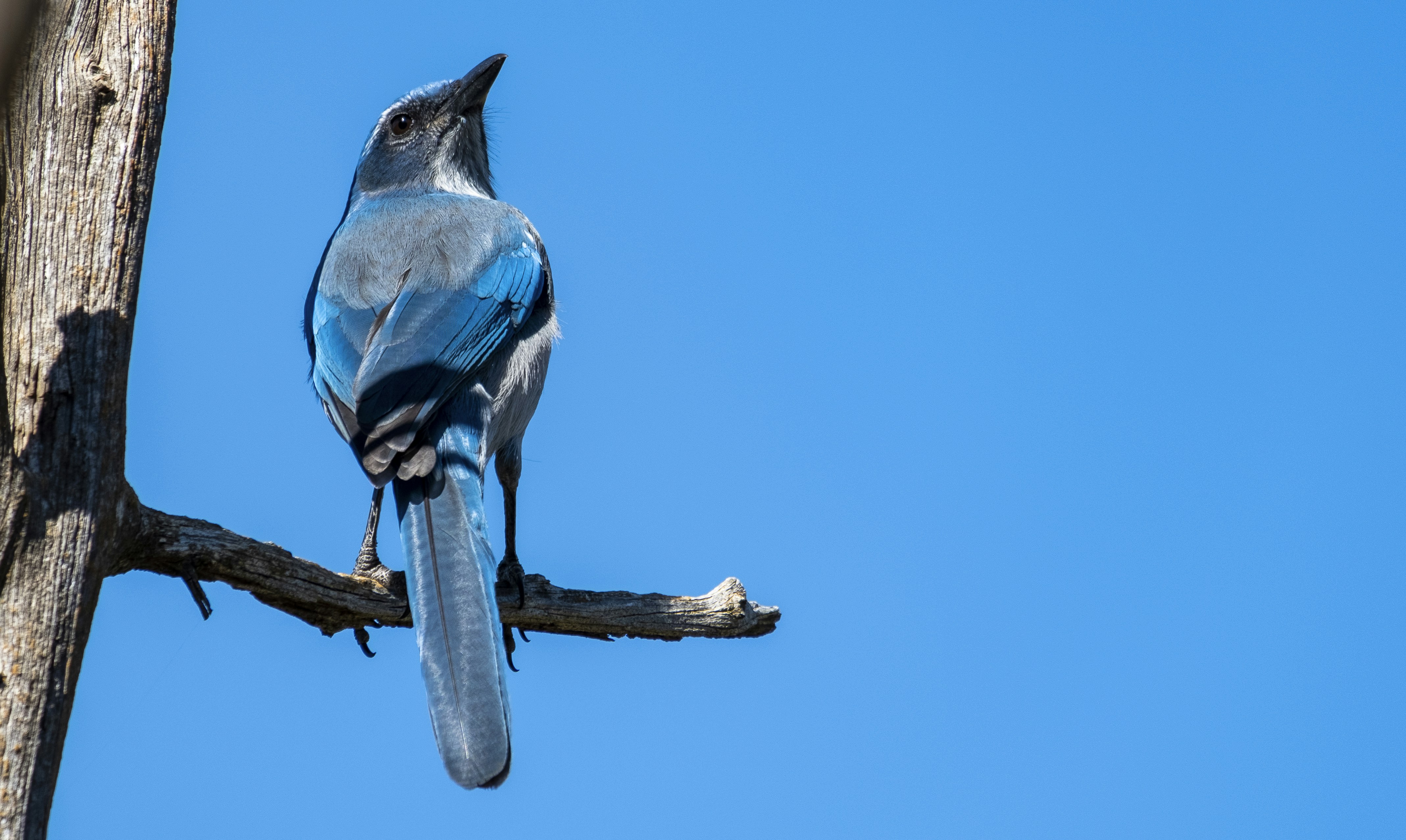 Here comes the bluebird - Casey Bolt
