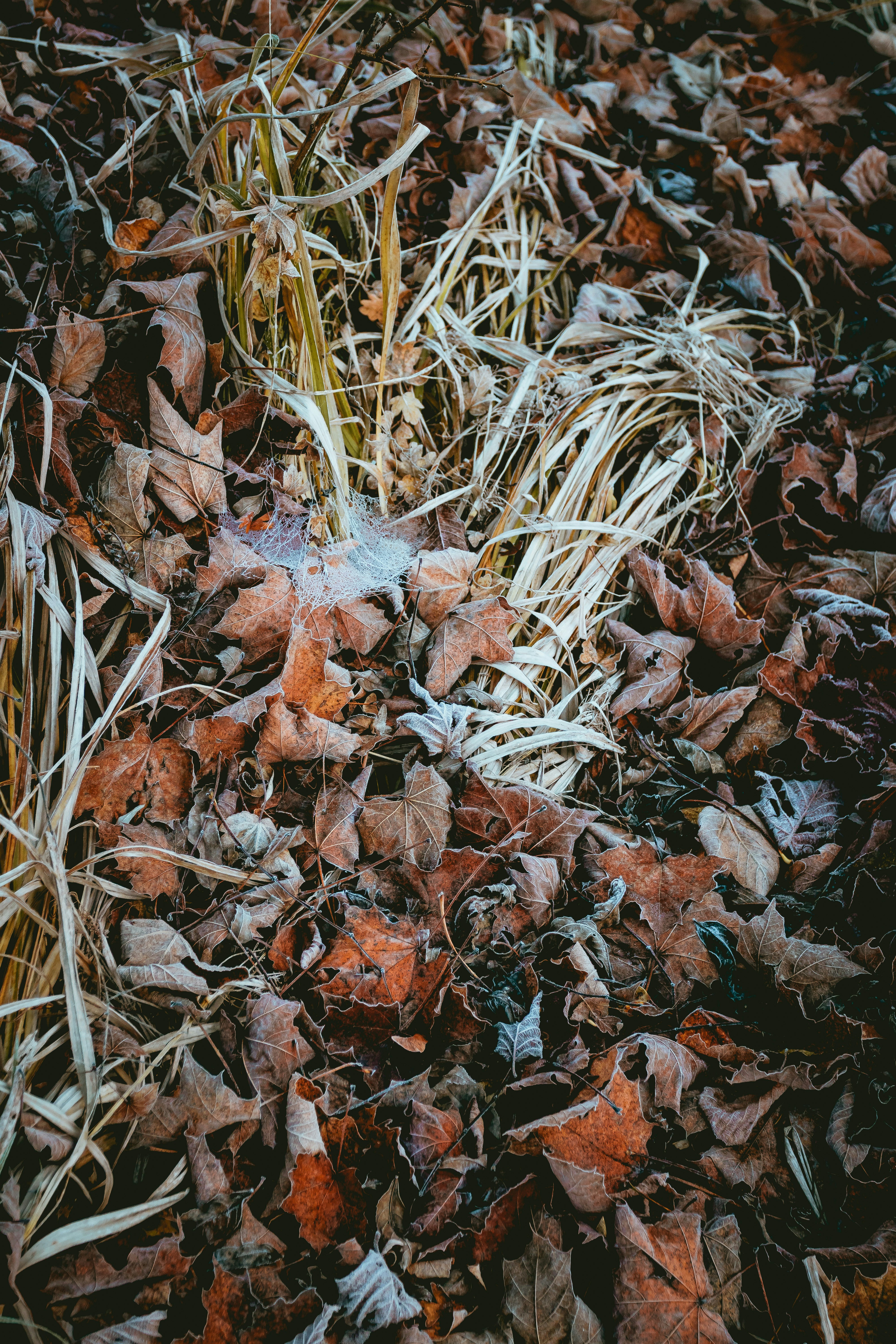 Sol Gelé Photos | Télécharger des images gratuites sur Unsplash