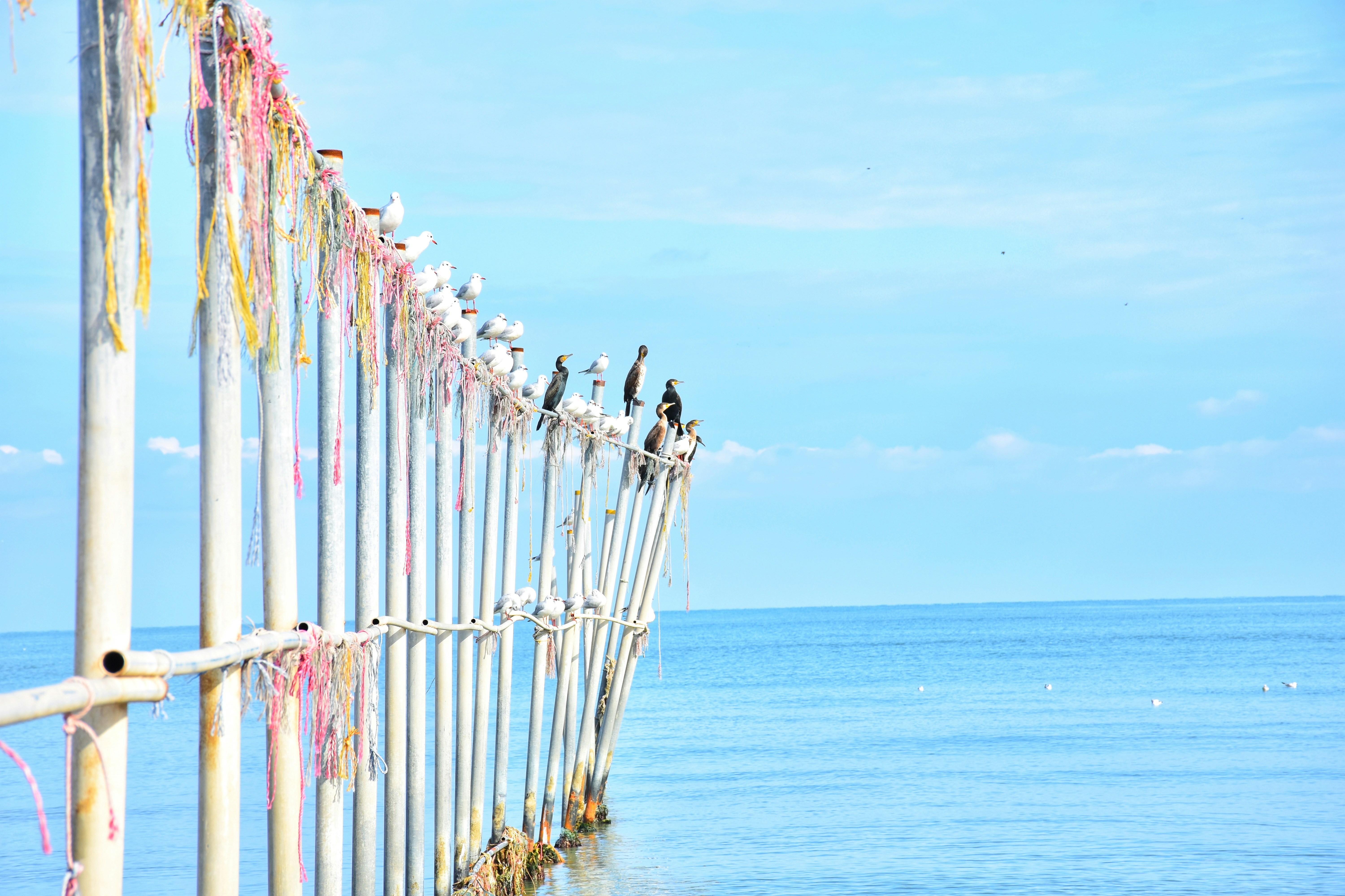 A weathered pier adorned with colorful ribbons and seabirds perched along its length, stretching into a serene blue ocean under a clear sky.