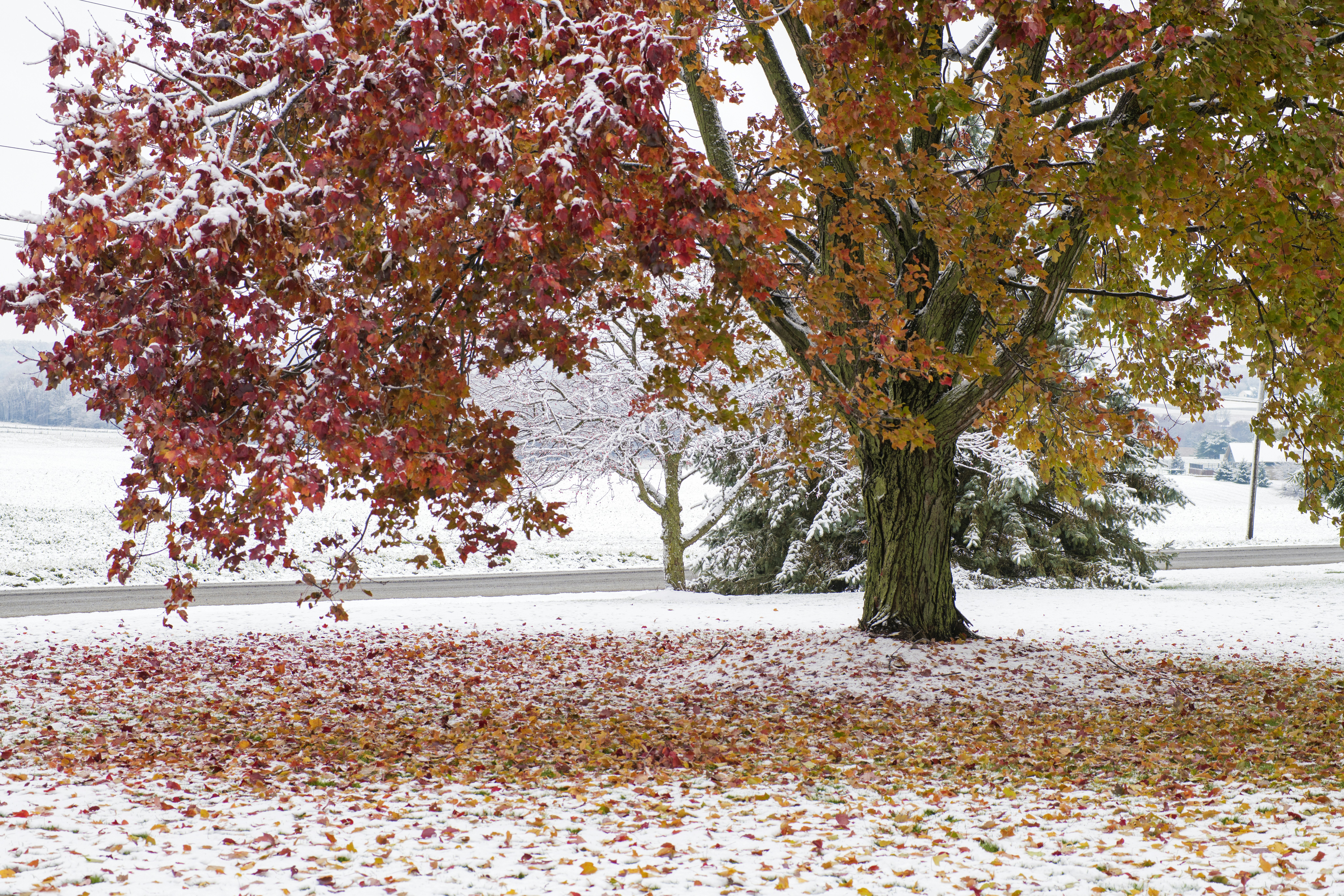 Autumn Flame Standing Beside a Quiet Snow-Burnished Field