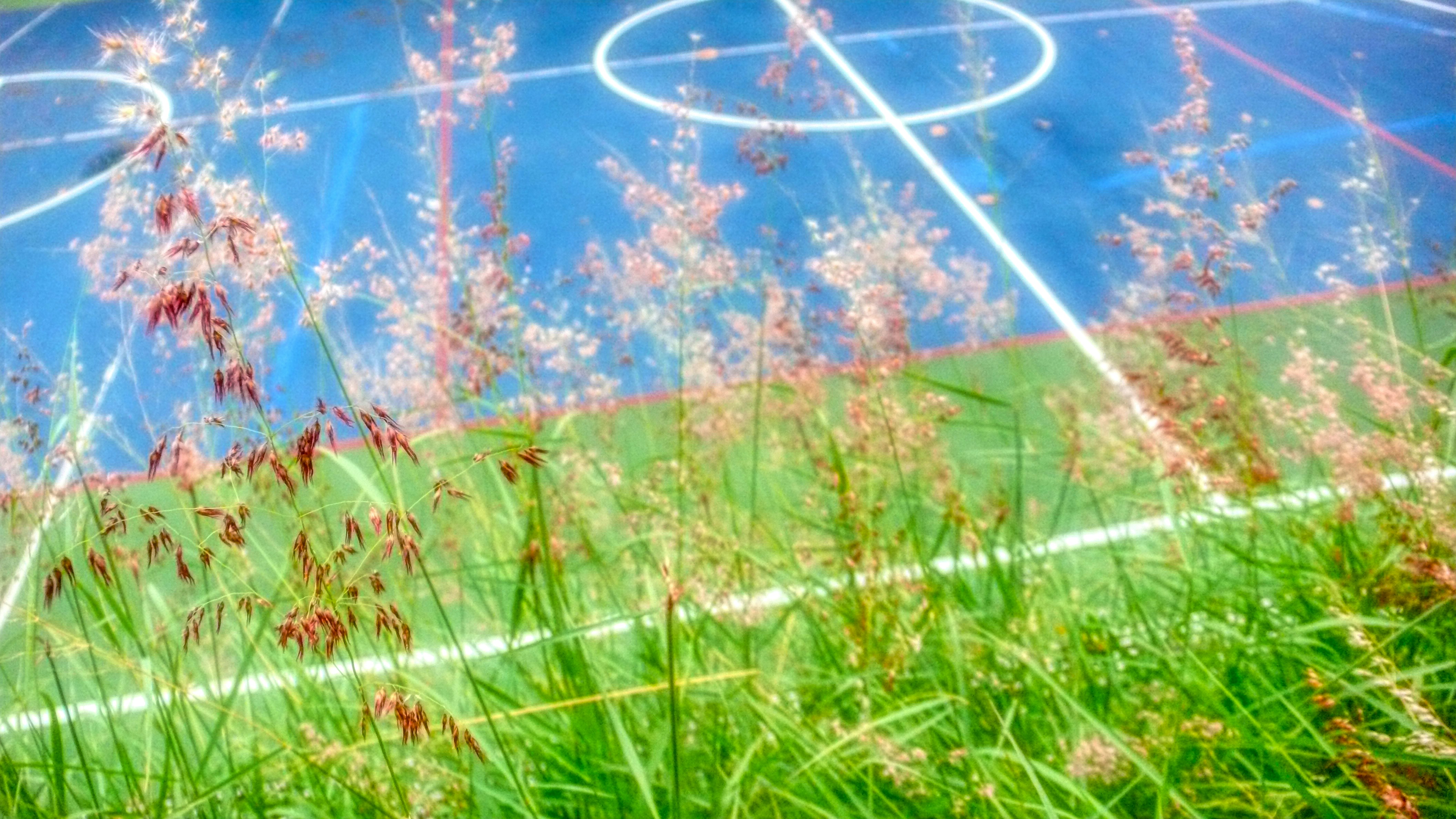 Foreground grasses frame a blue tennis court with white lines, juxtaposing natural texture with geometric court markings.