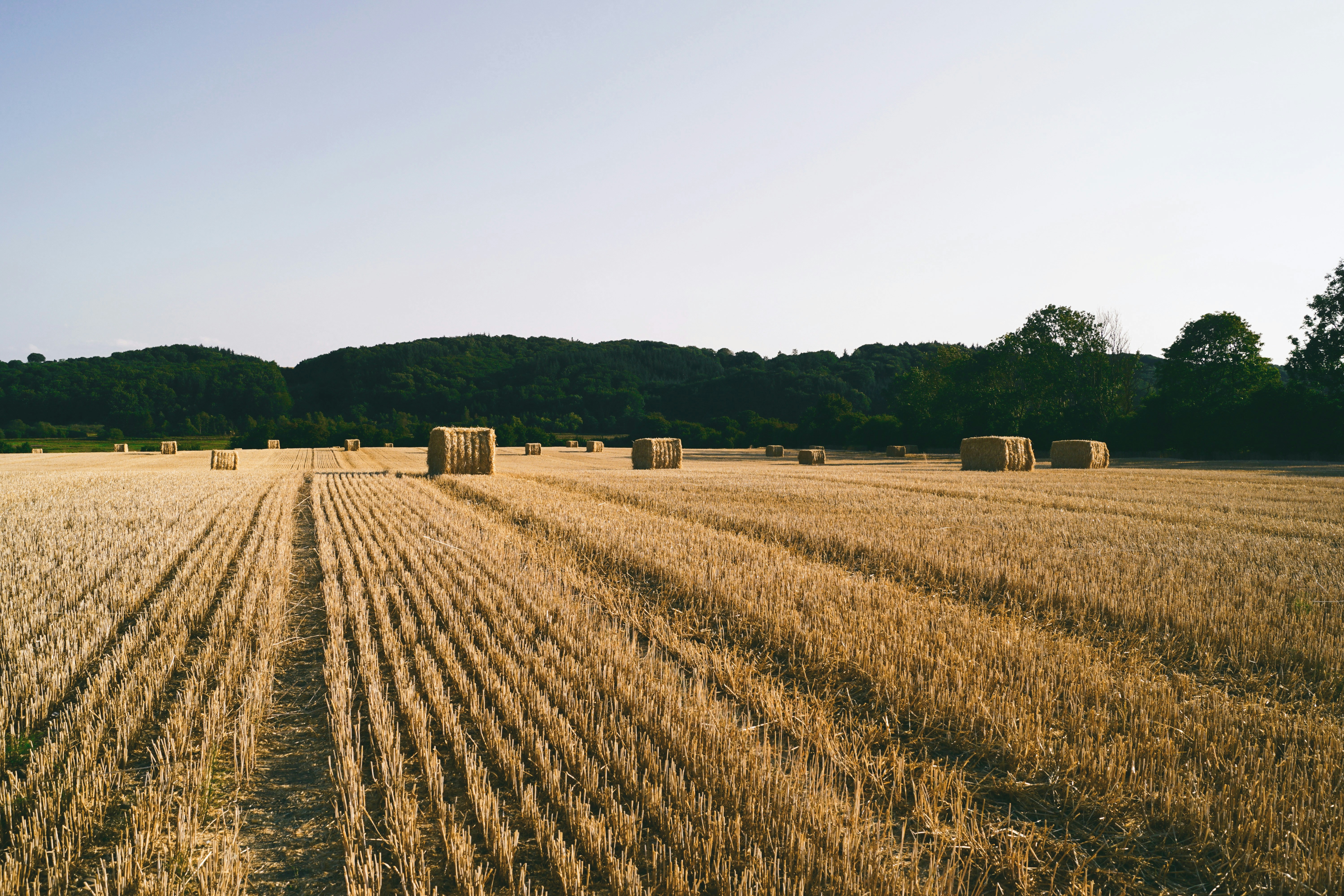 Golden fields of harvested grain dotted with hay bales under a clear sky, framed by distant hills.